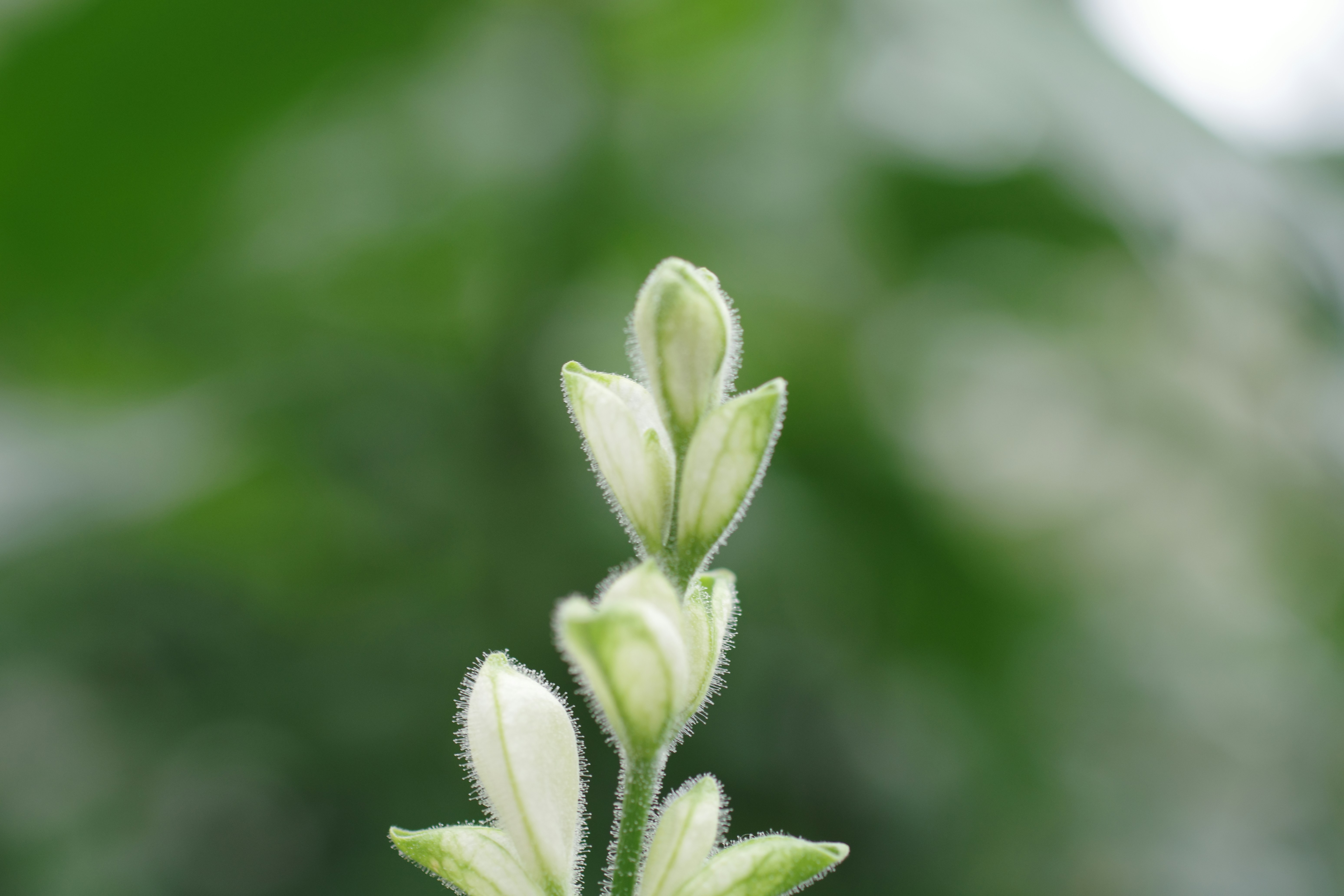 Beautiful green and flower garden 、新緑と美しい花が織りなす絶景 A superb view of fresh greenery and beautiful flowers