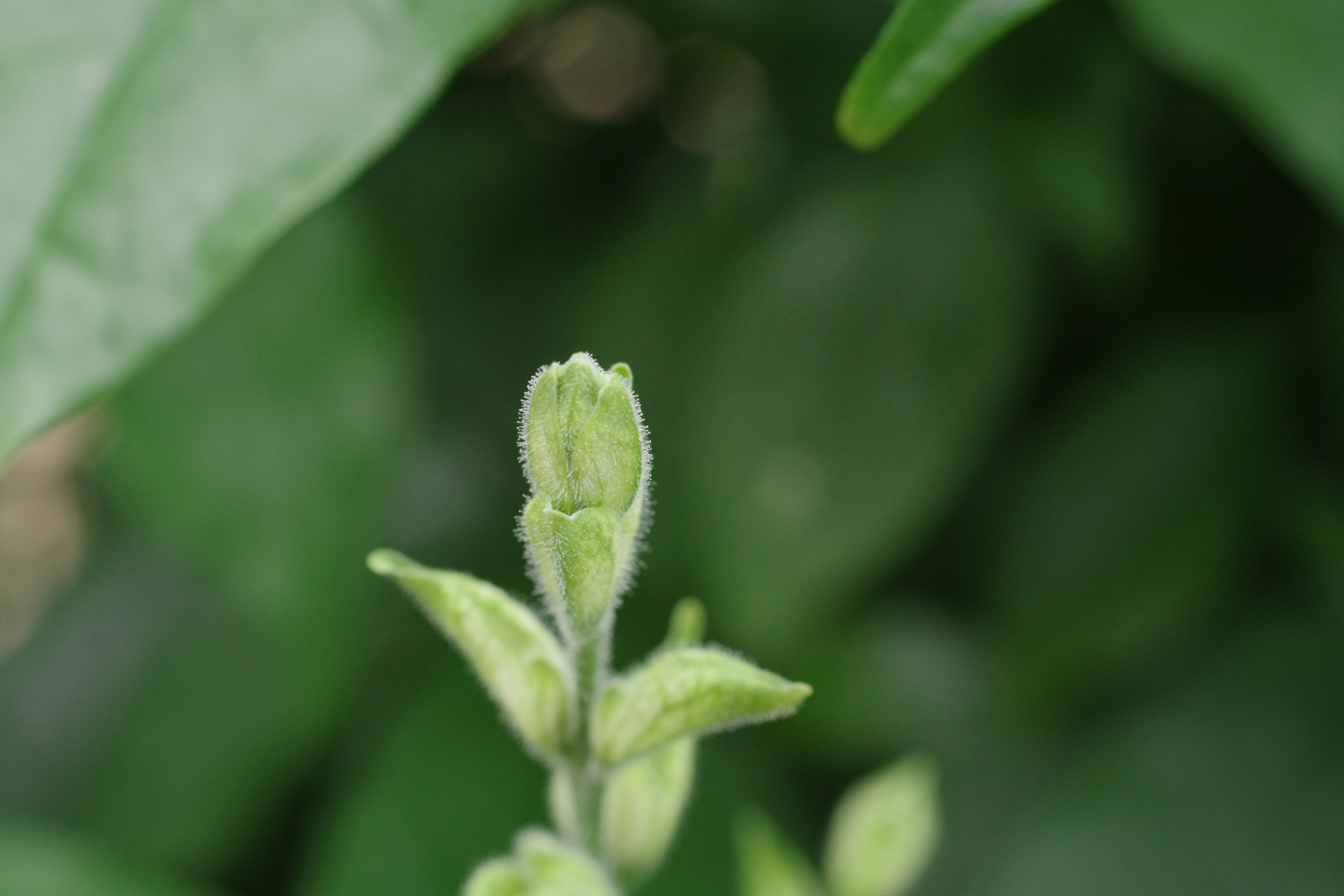 Beautiful green and flower garden 、新緑と美しい花が織りなす絶景 A superb view of fresh greenery and beautiful flowers