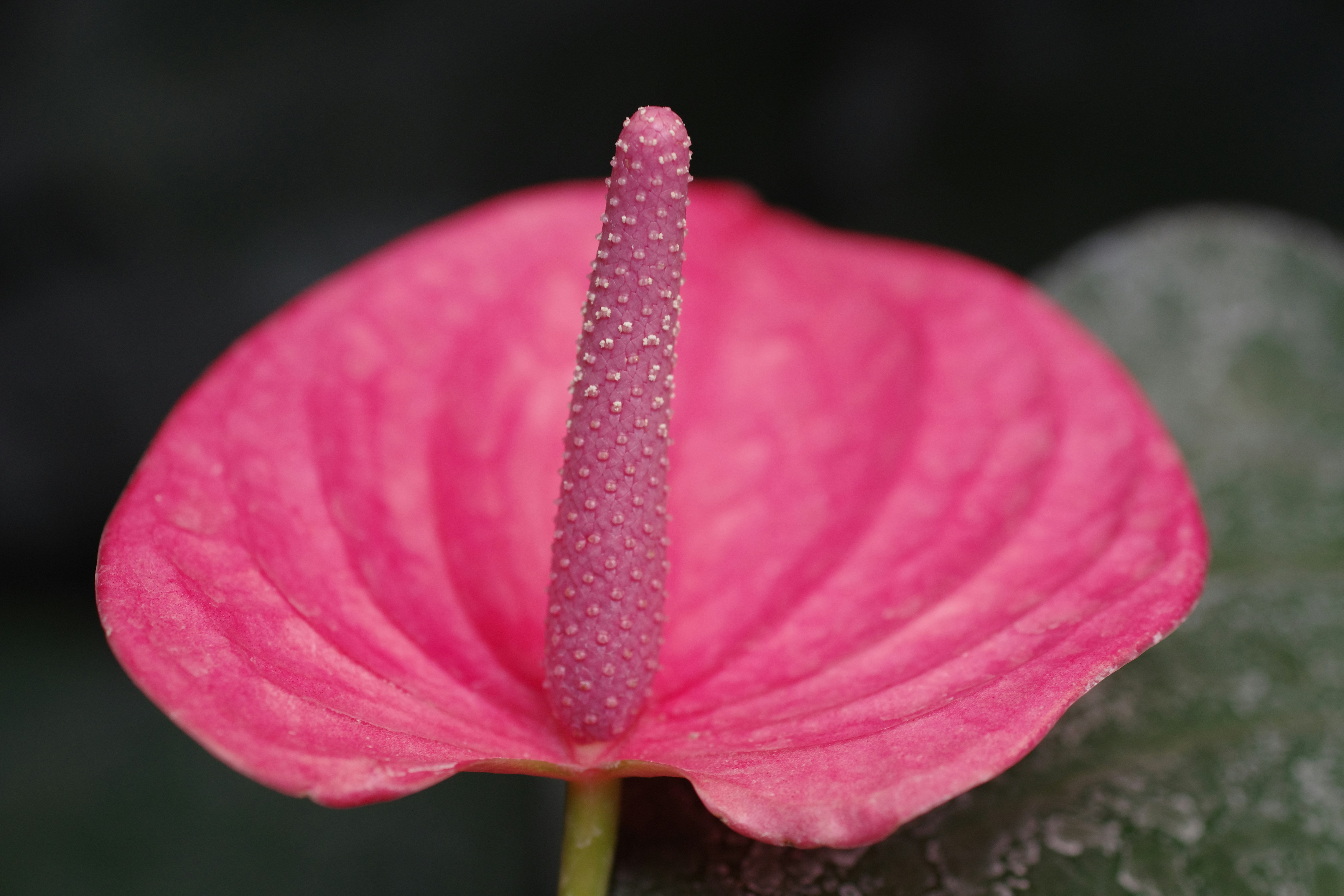 Dew-Kissed Spadix: A Pink Anthurium Macro Portrait