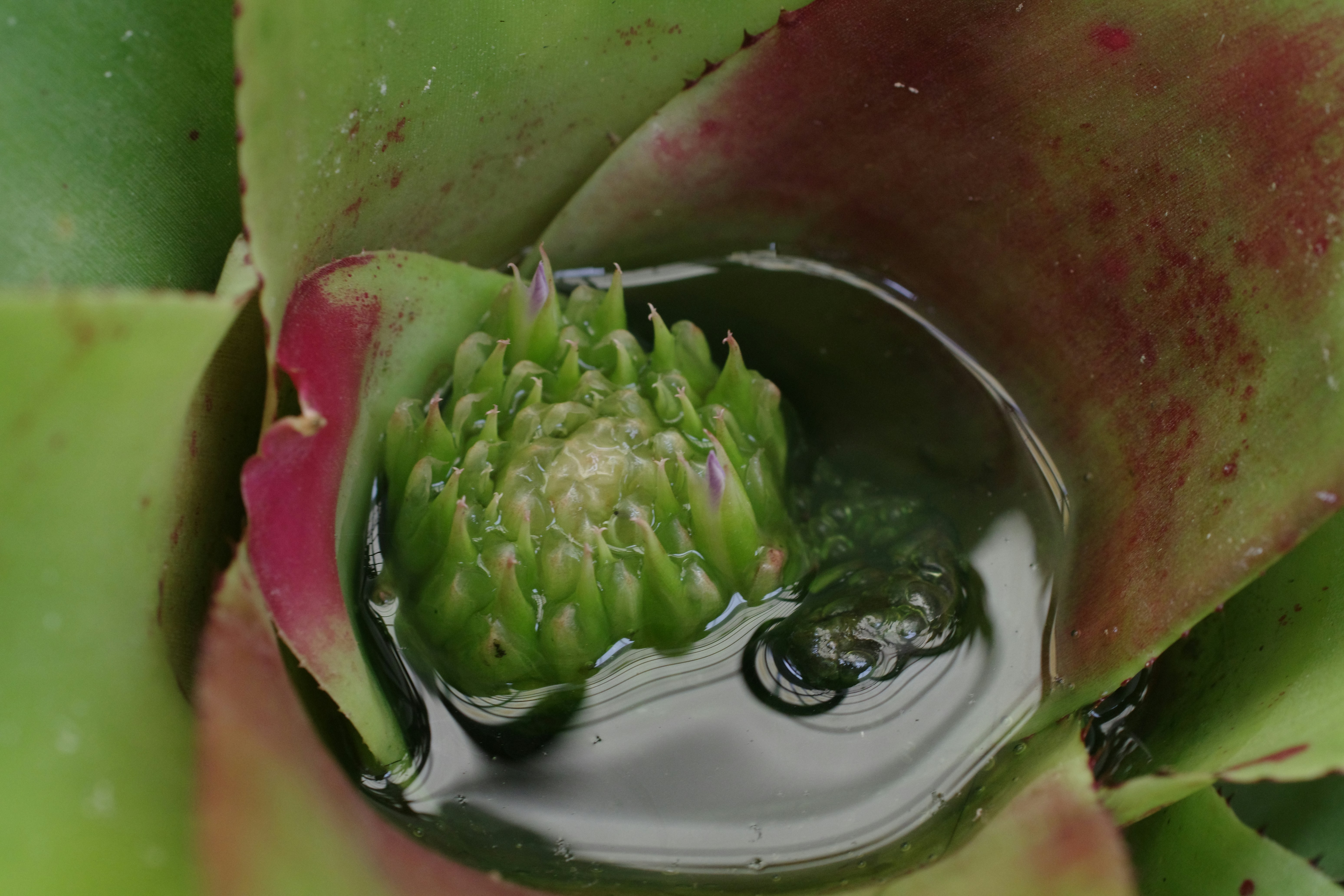 Beautiful green and flower garden、新緑と美しい花が織りなす絶景 A superb view of fresh greenery and beautiful flowers