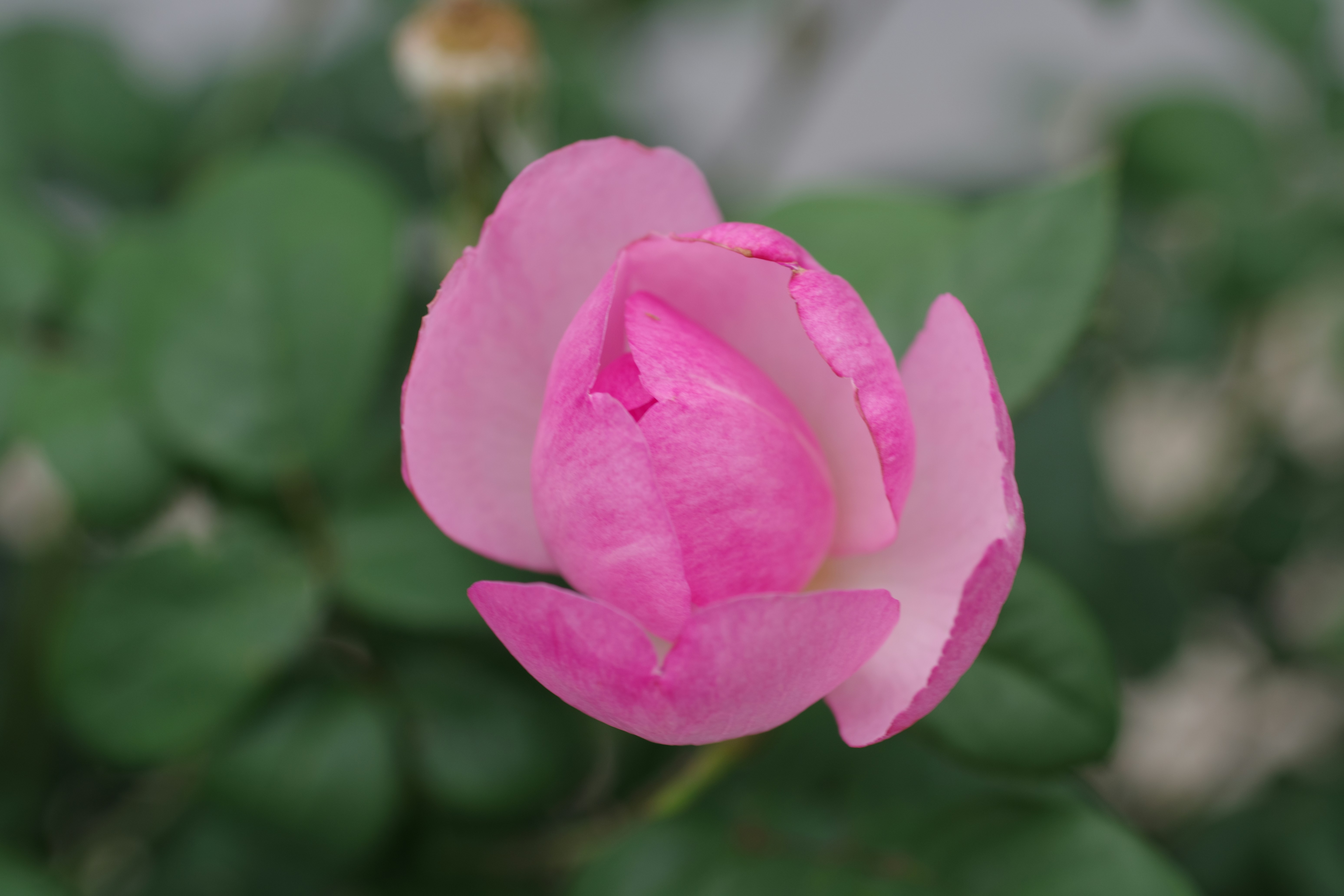 薔薇Rose Beautiful green and flower garden、Beautiful green and flower garden、新緑と美しい花が織りなす絶景 A superb view of fresh greenery and beautiful flowers