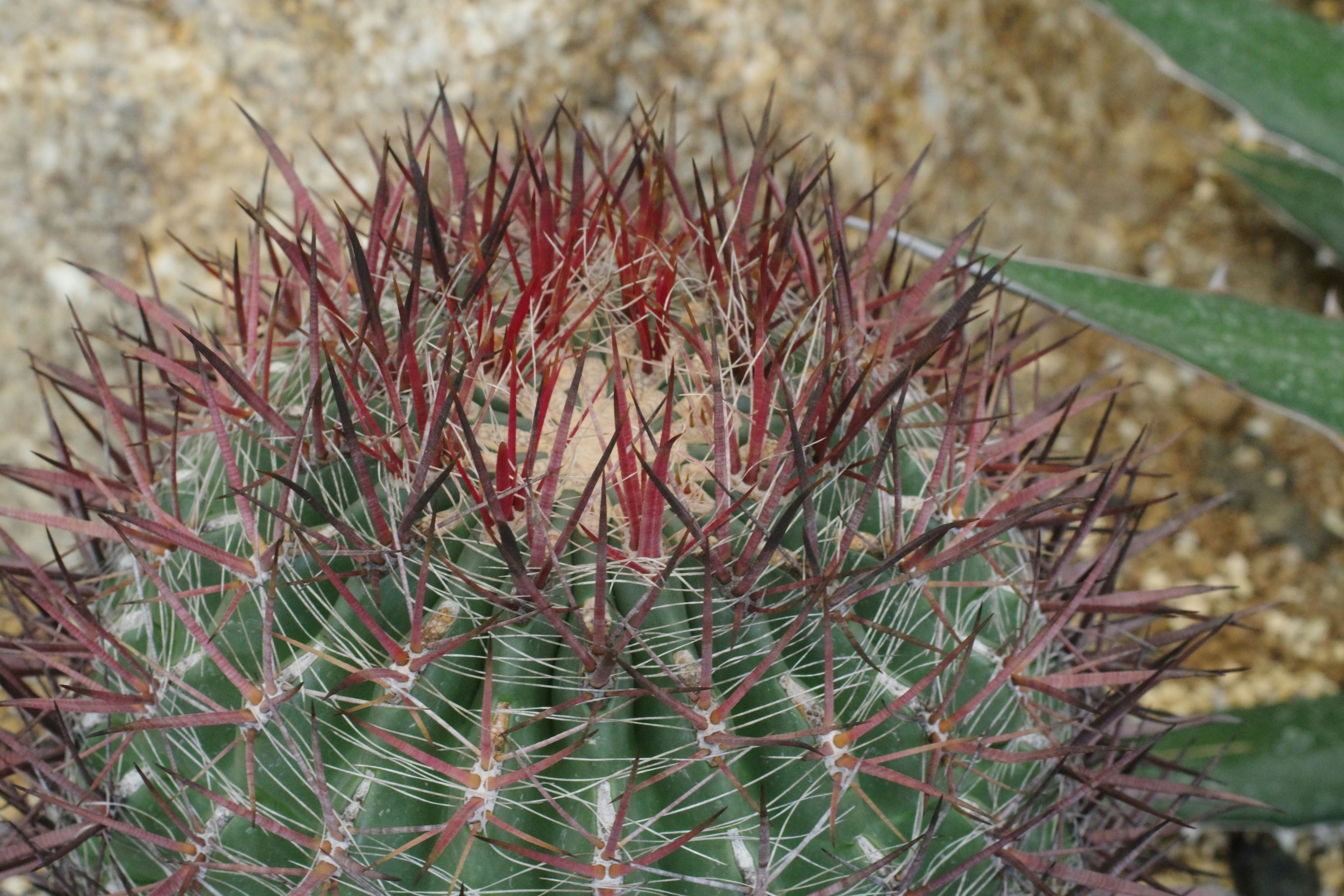 Crimson Crown: macro portrait of a barrel cactus with ruby-tipped spines