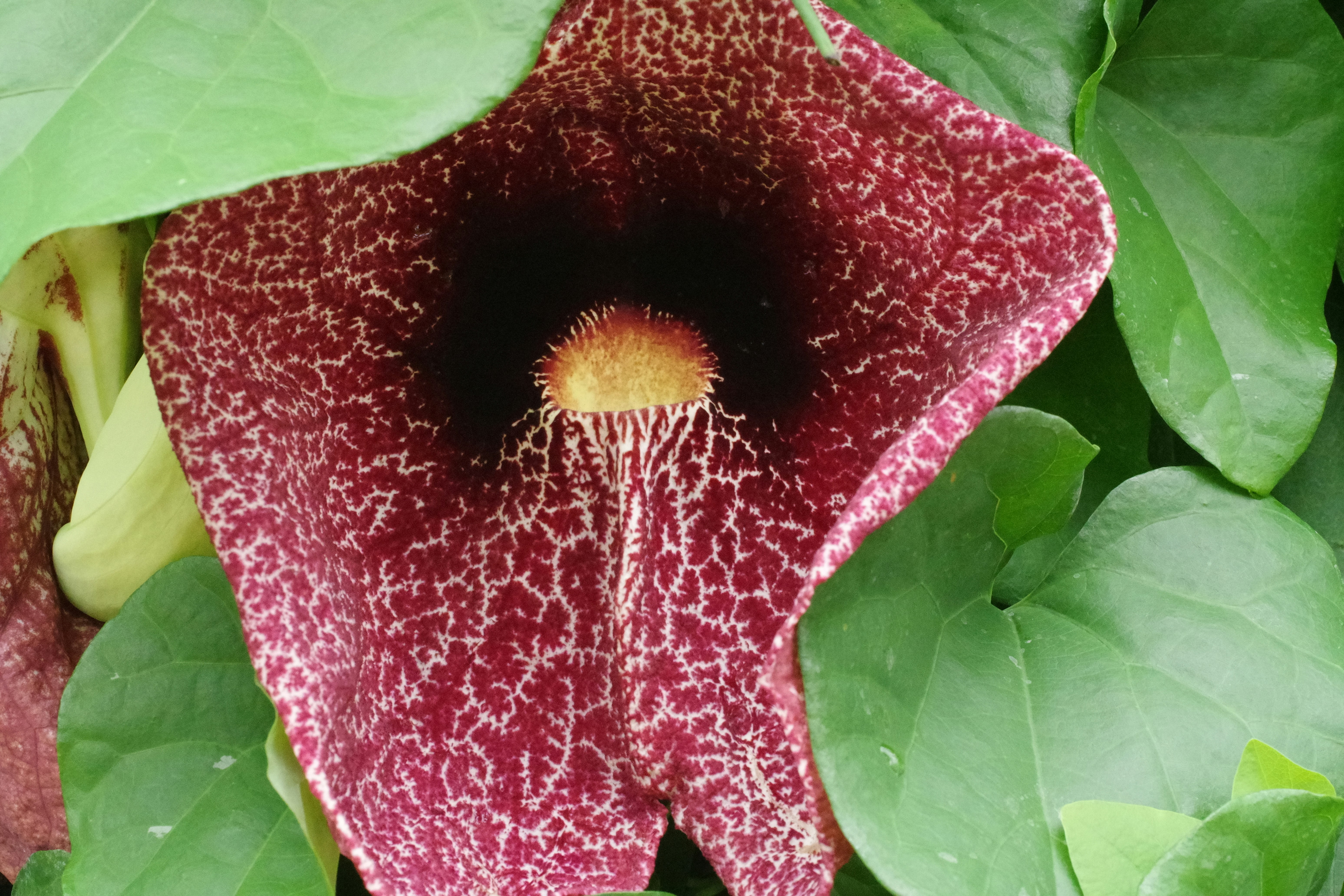 Velvet Maroon Trumpet: Vein-Patterned Bloom Amid Green Canopy