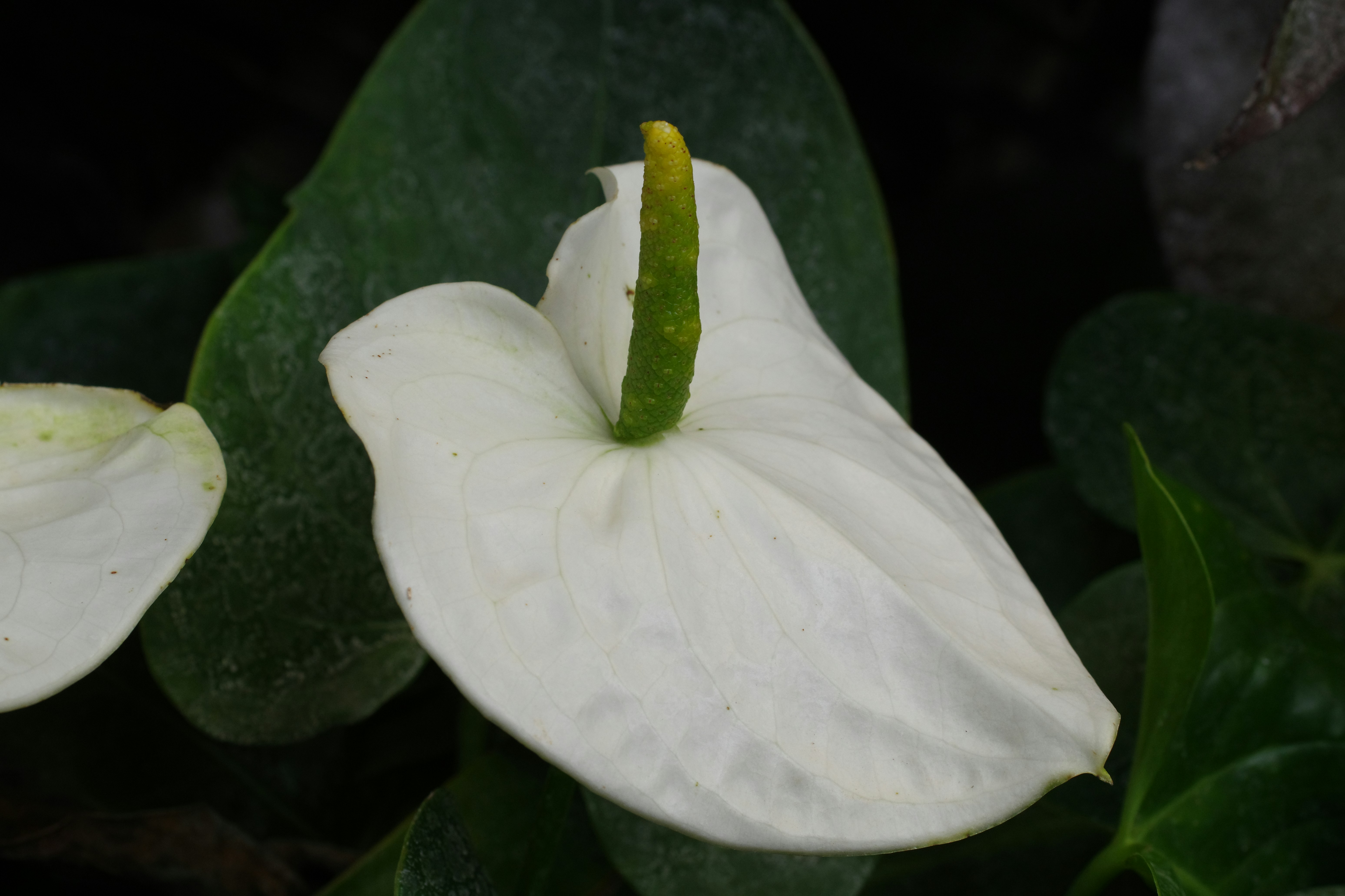 Beautiful green and flower garden、Beautiful green and flower garden、新緑と美しい花が織りなす絶景 A superb view of fresh greenery and beautiful flowers
