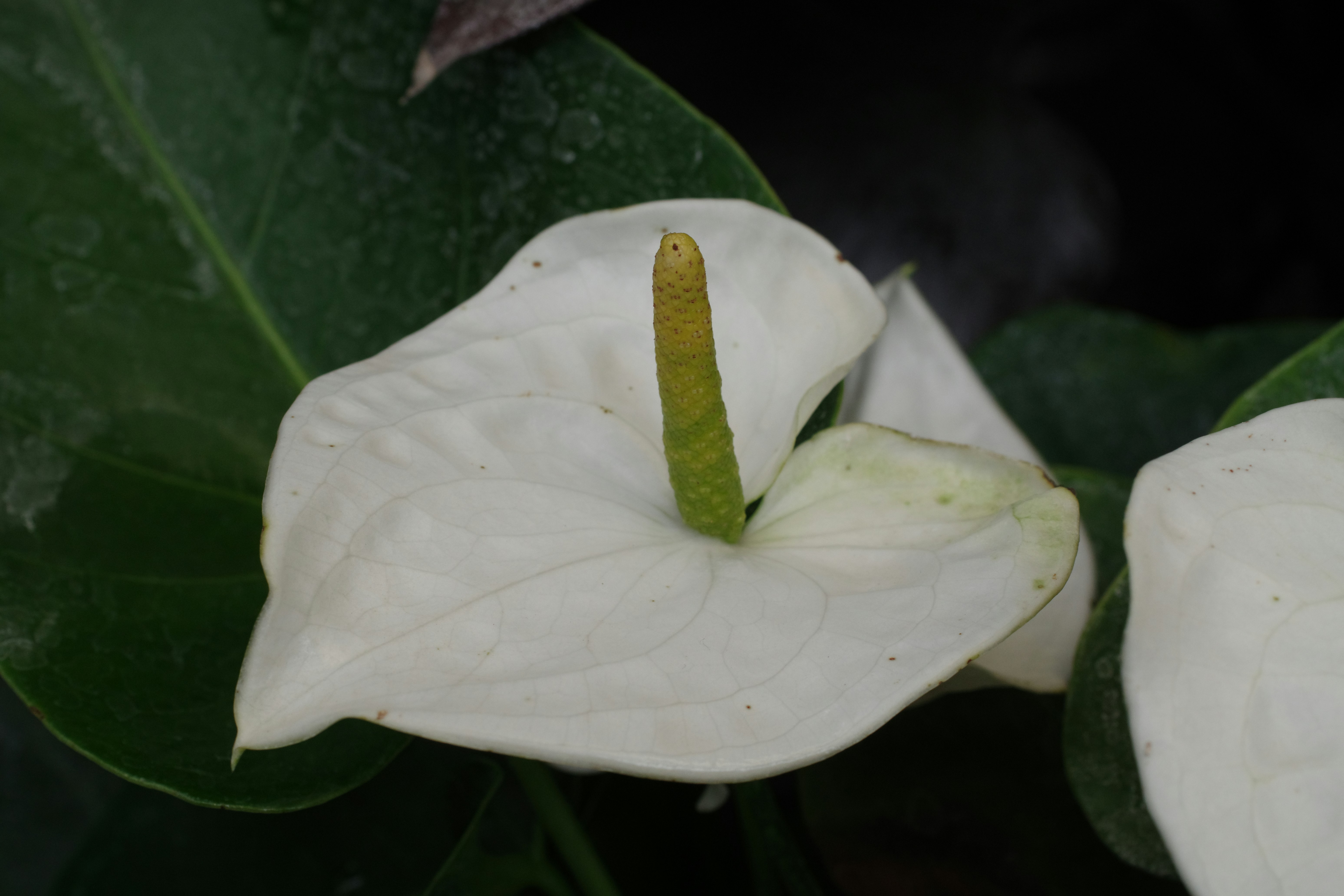 Spadix Spotlight: White Peace Lily Against a Velvet Green Backdrop
