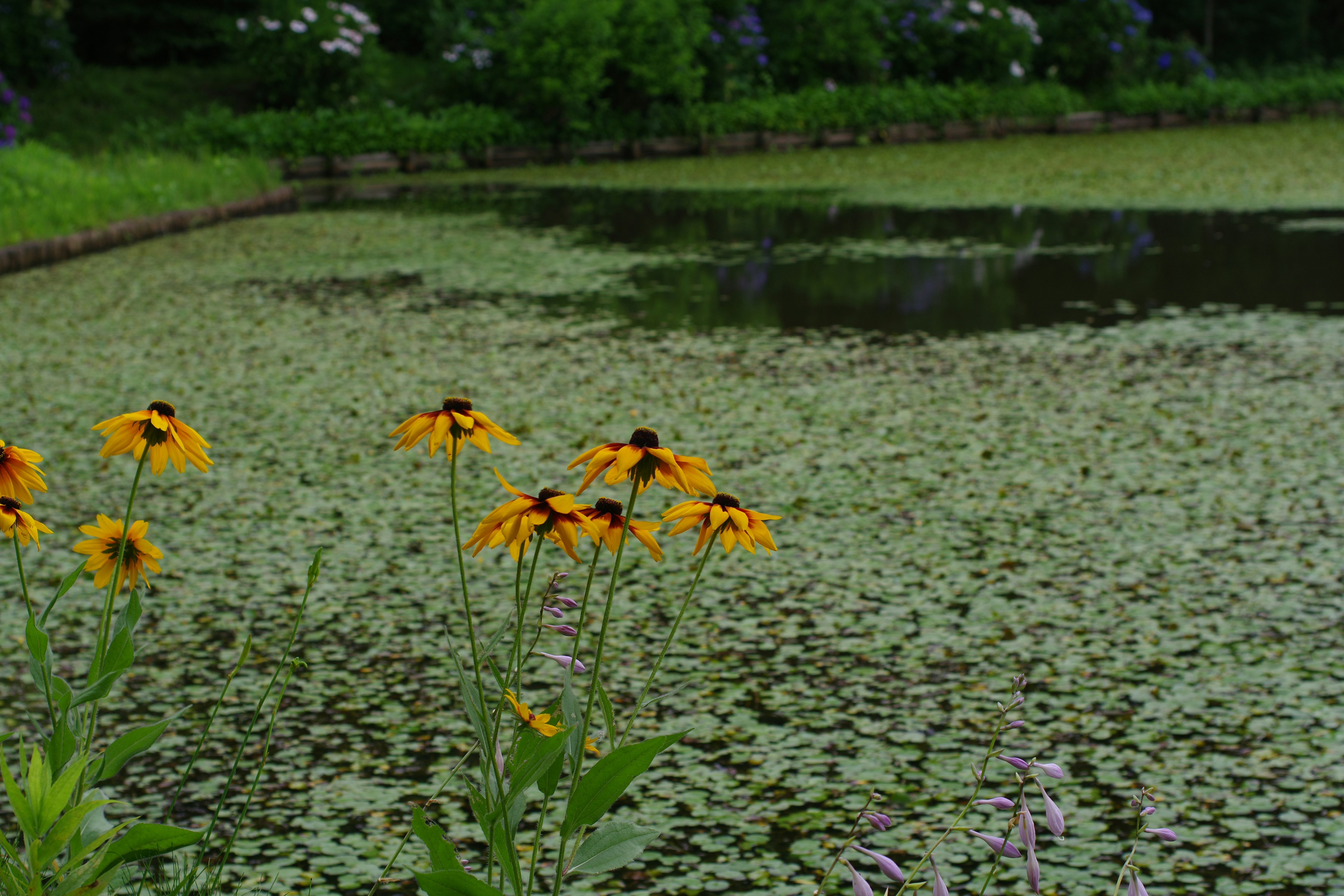 Beautiful green and flower garden、新緑と美しい花が織りなす絶景 A superb view of fresh greenery and beautiful flowers