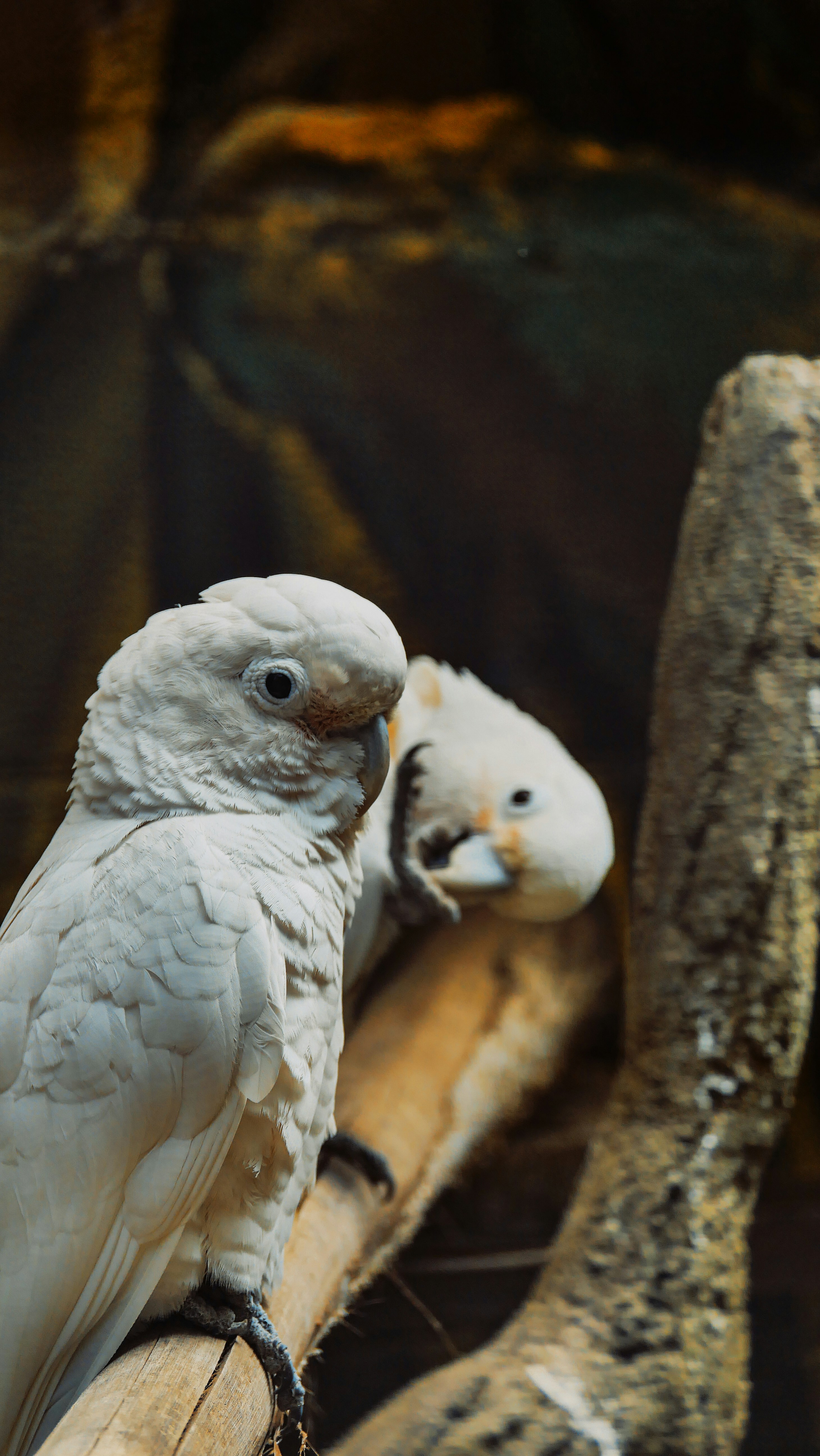 Silent Gaze Between Two White Cockatoos on a Weathered Log