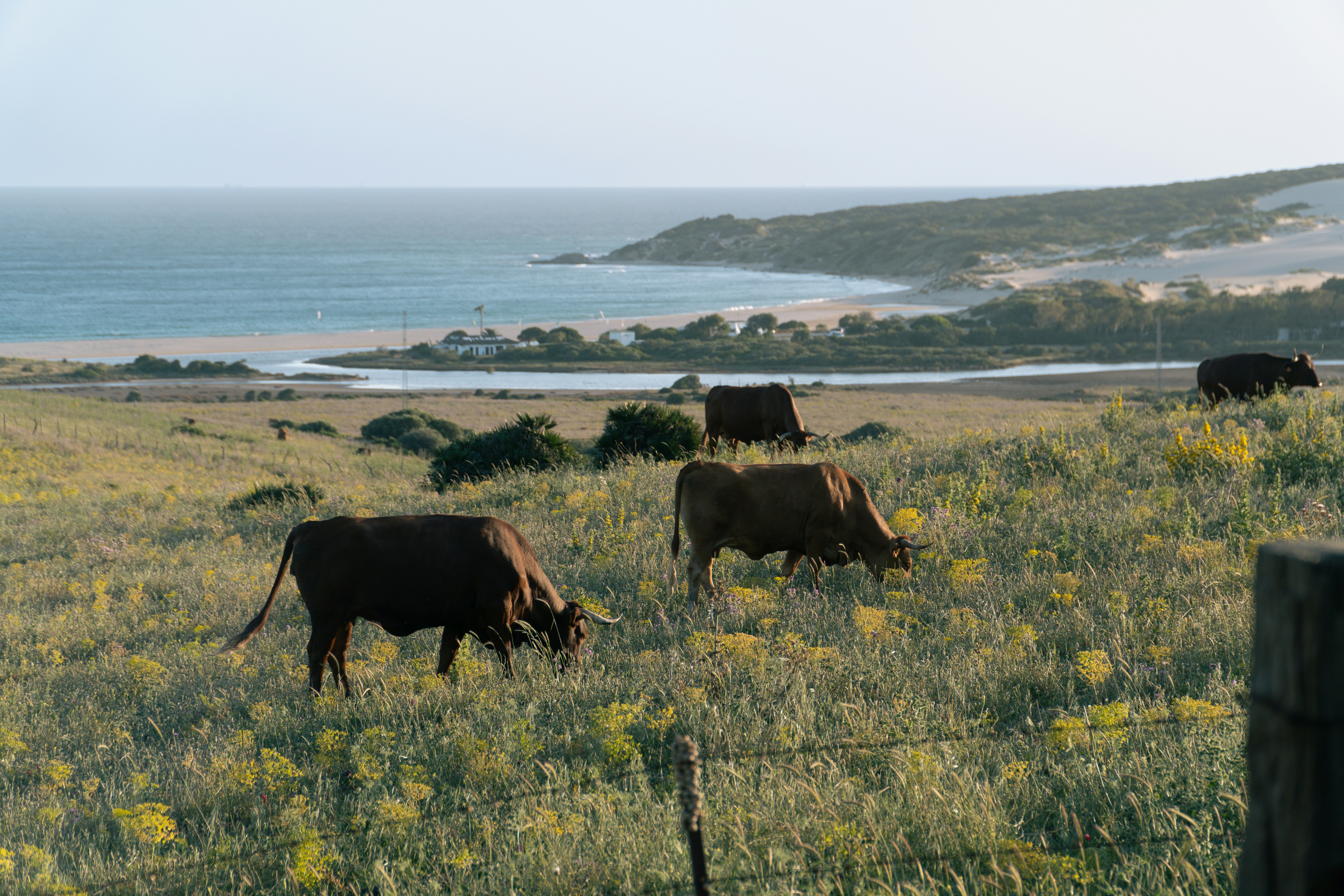 Coastal Meadow Graze: Cattle Against Sea and Hills