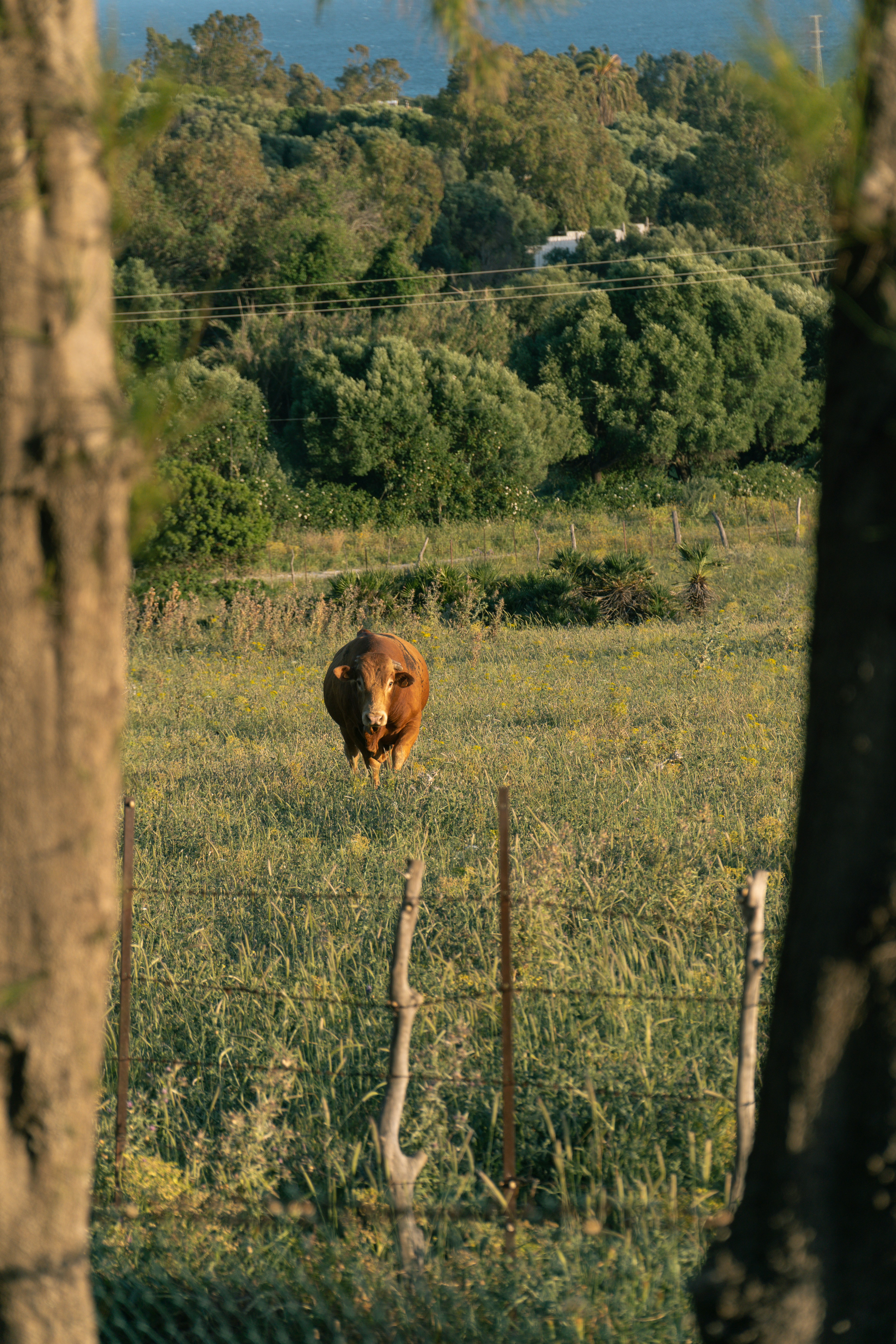 Pasture Wanderer: A lone cow advances through a sunlit meadow framed by weathered fencing