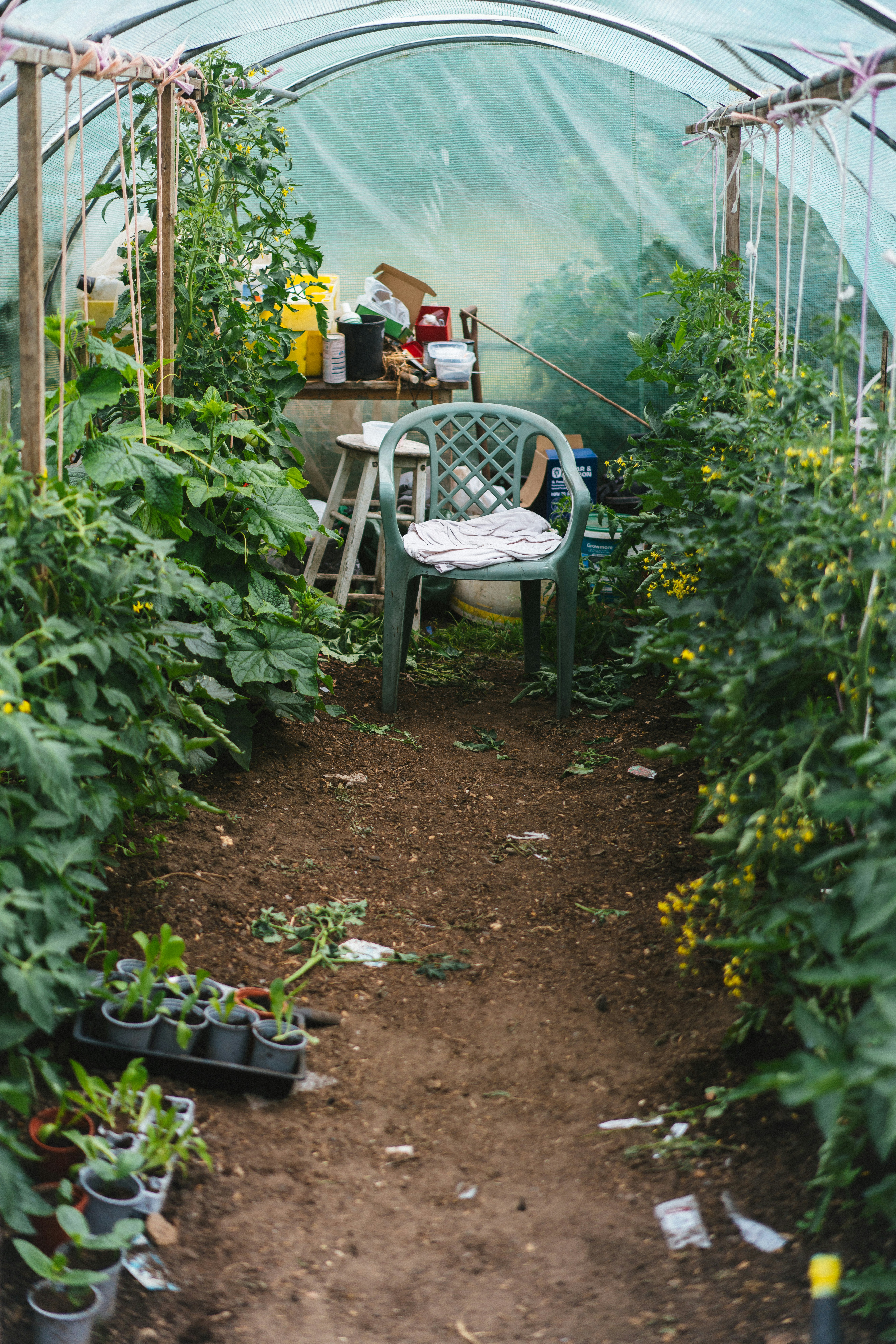 Photograph of a greenhouse interior with a plastic chair at the center, surrounded by climbing tomato plants and a cluttered work bench in the background.