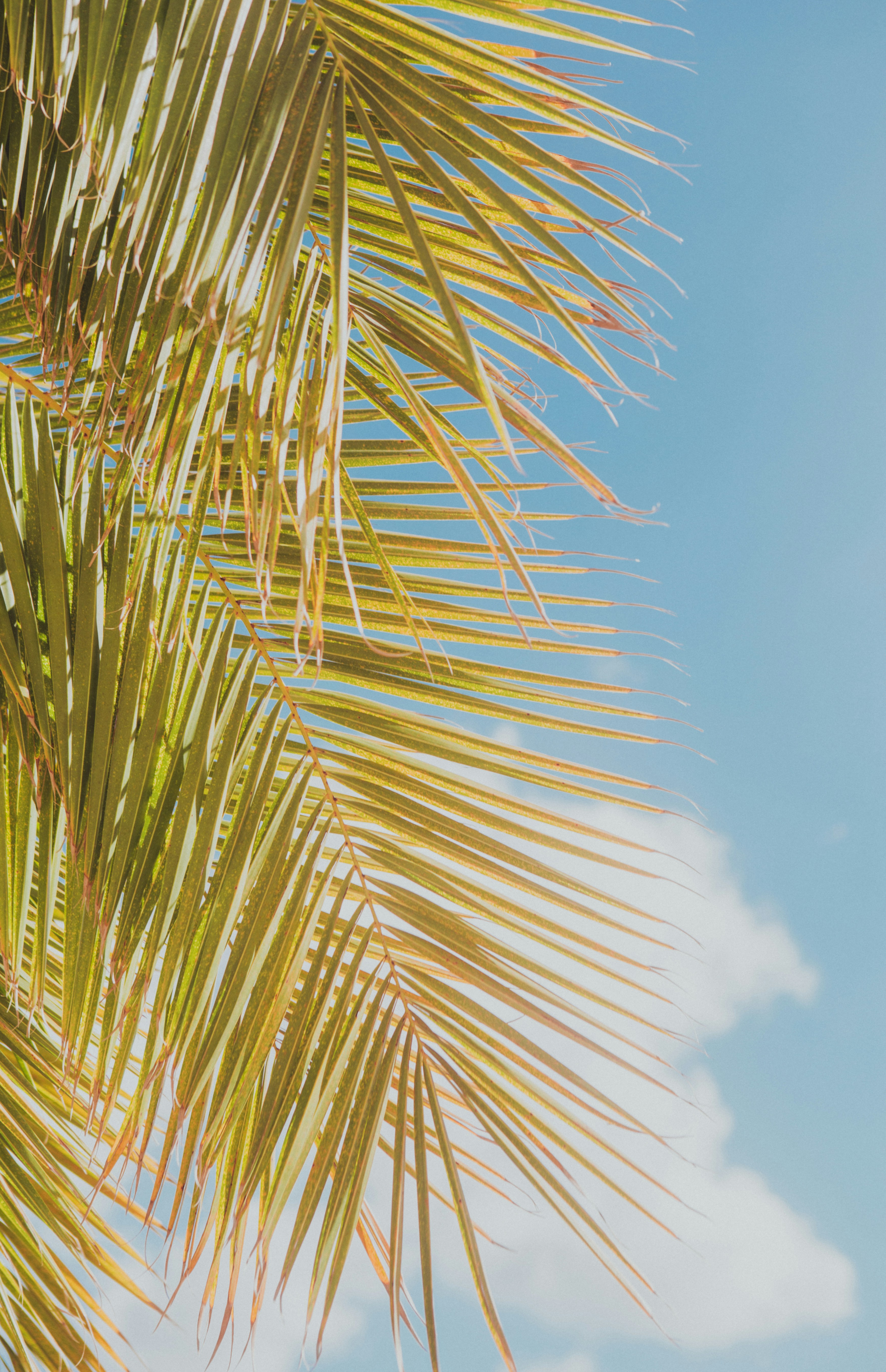 A palm tree with a blue sky in the background photo – Free Palm Image ...