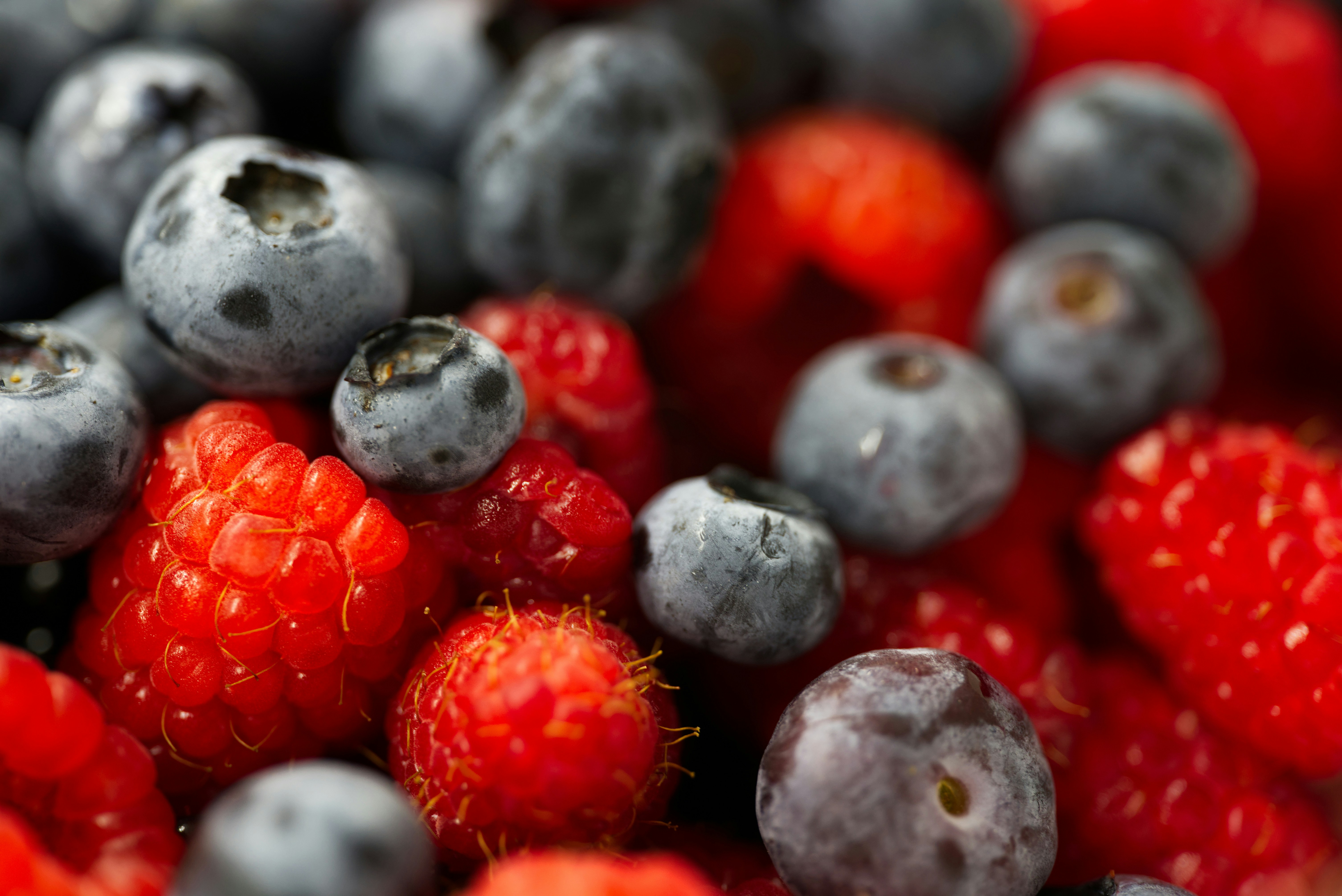 A close up of berries and blueberries in a bowl photo – Free Berry ...