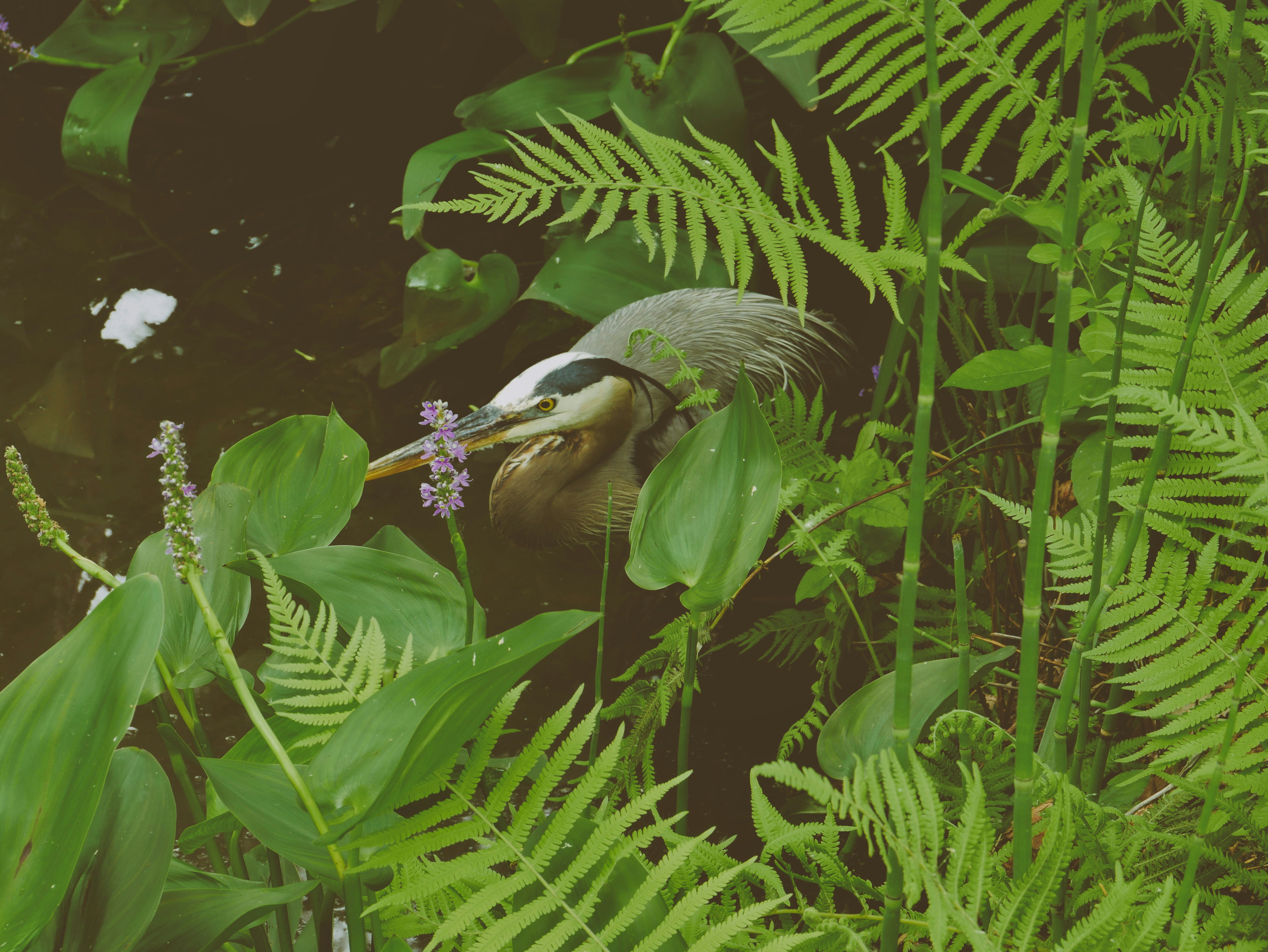 Emerald Veil: A Heron Pauses Behind Ferns by the Pond