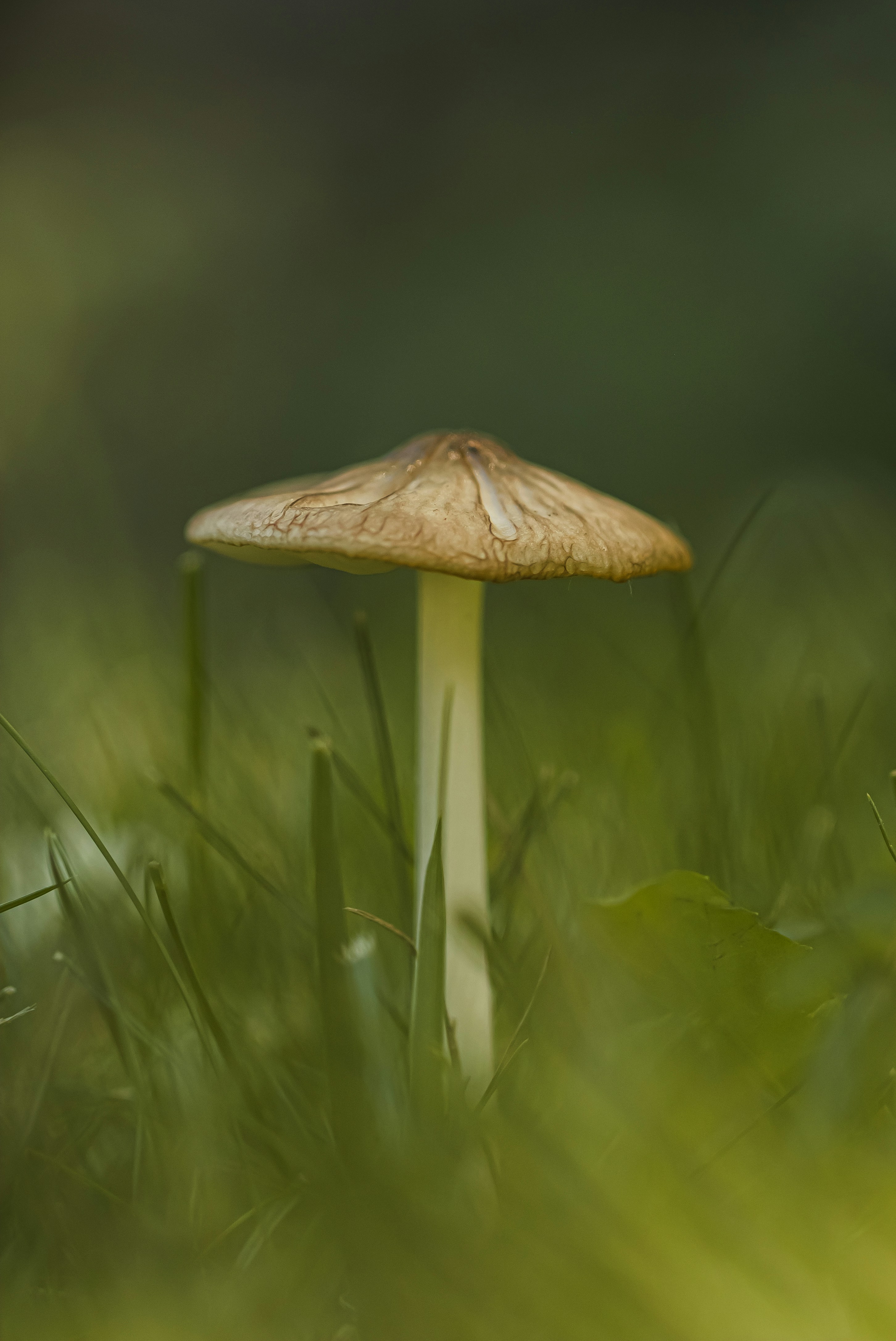 Photo by Michaela Challies with Canon EOS 80D