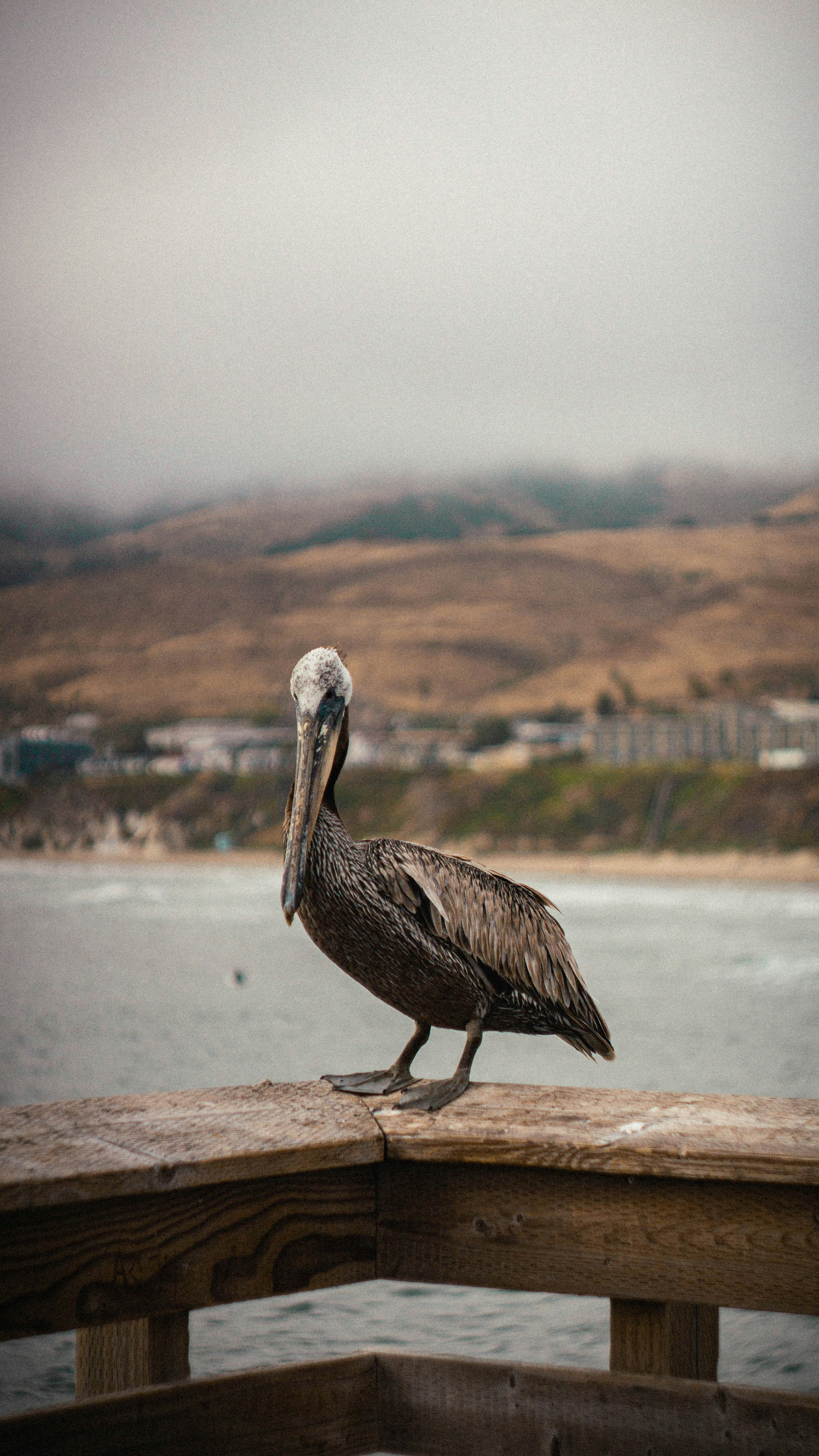 Solitary Pelican on a Weathered Pier Amid a Muted Seascape