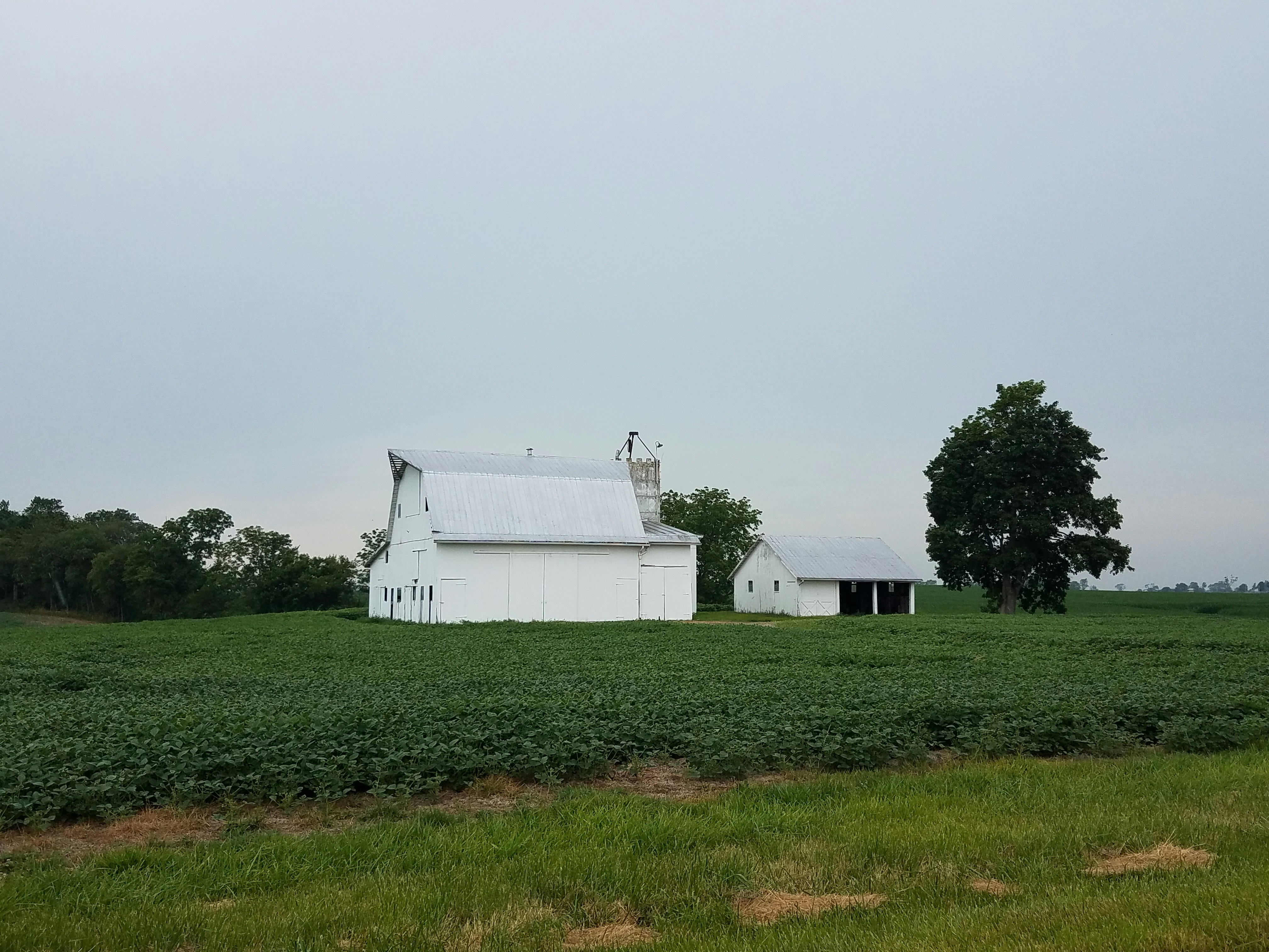 A farm with a white barn and trees in the background photo – Free Farm ...