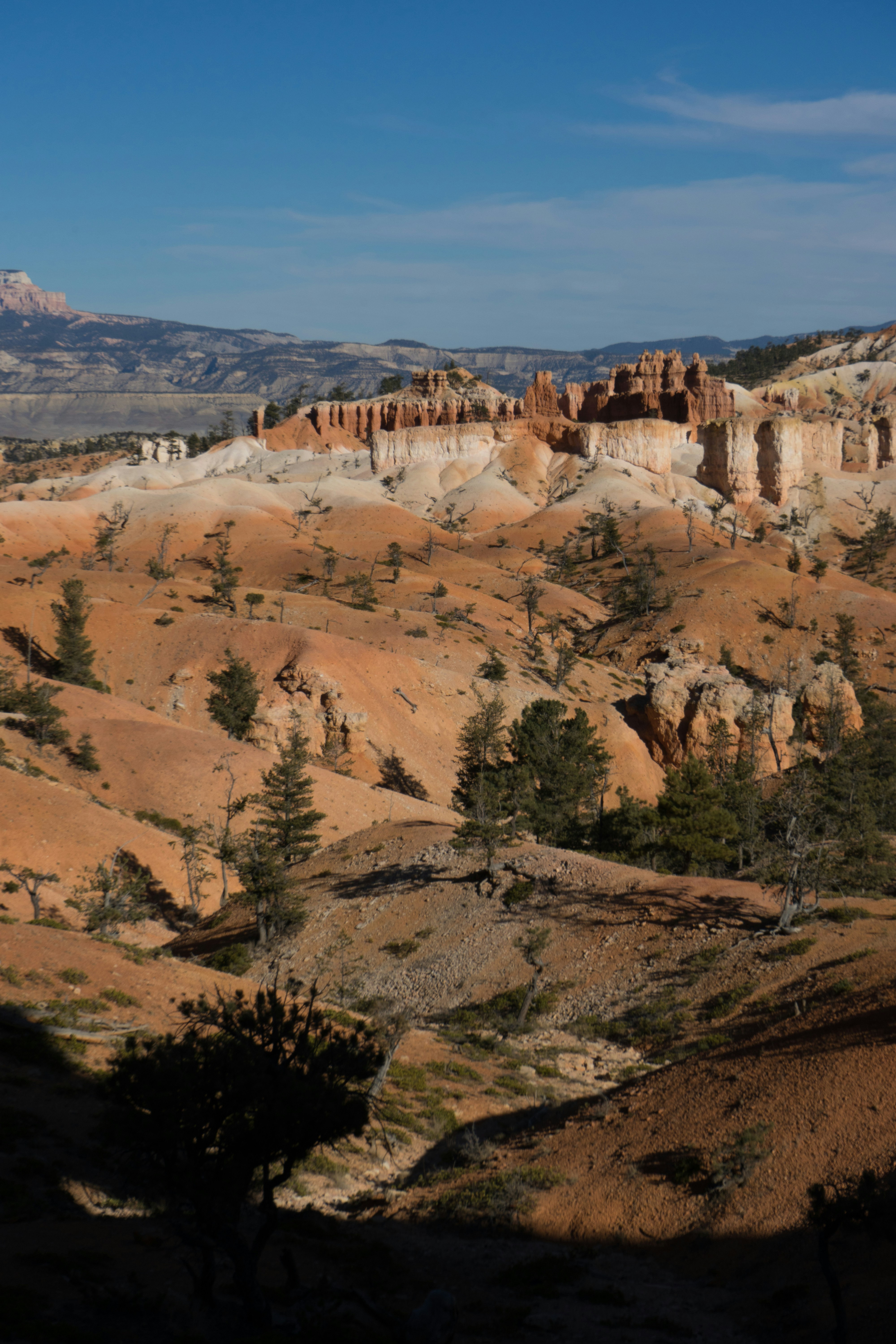 Redrock Ridge: Pines Claw Through a Desert Carved by Time