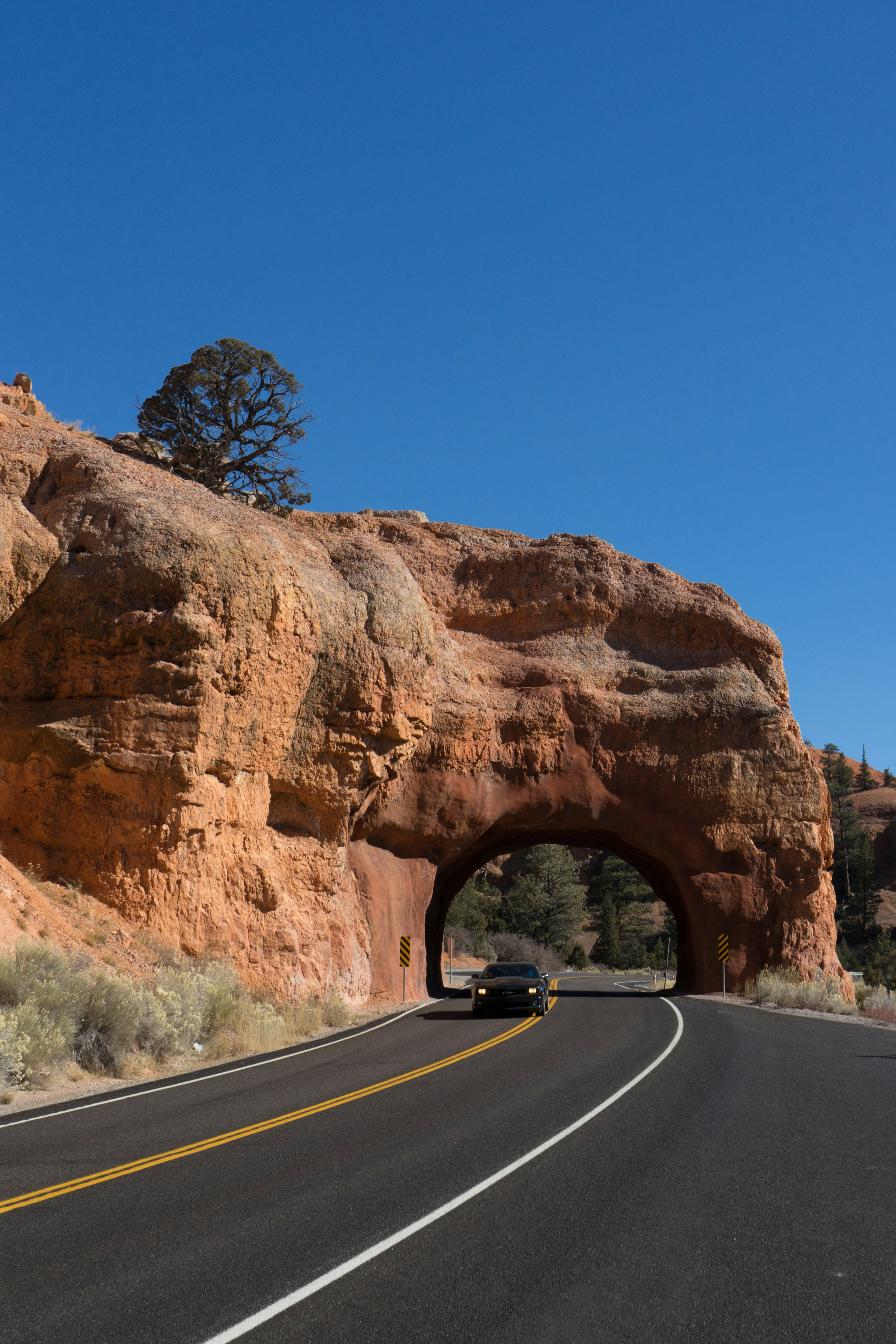 Tunnel Through Time: A Desert Arch Framed by a Lone Pine