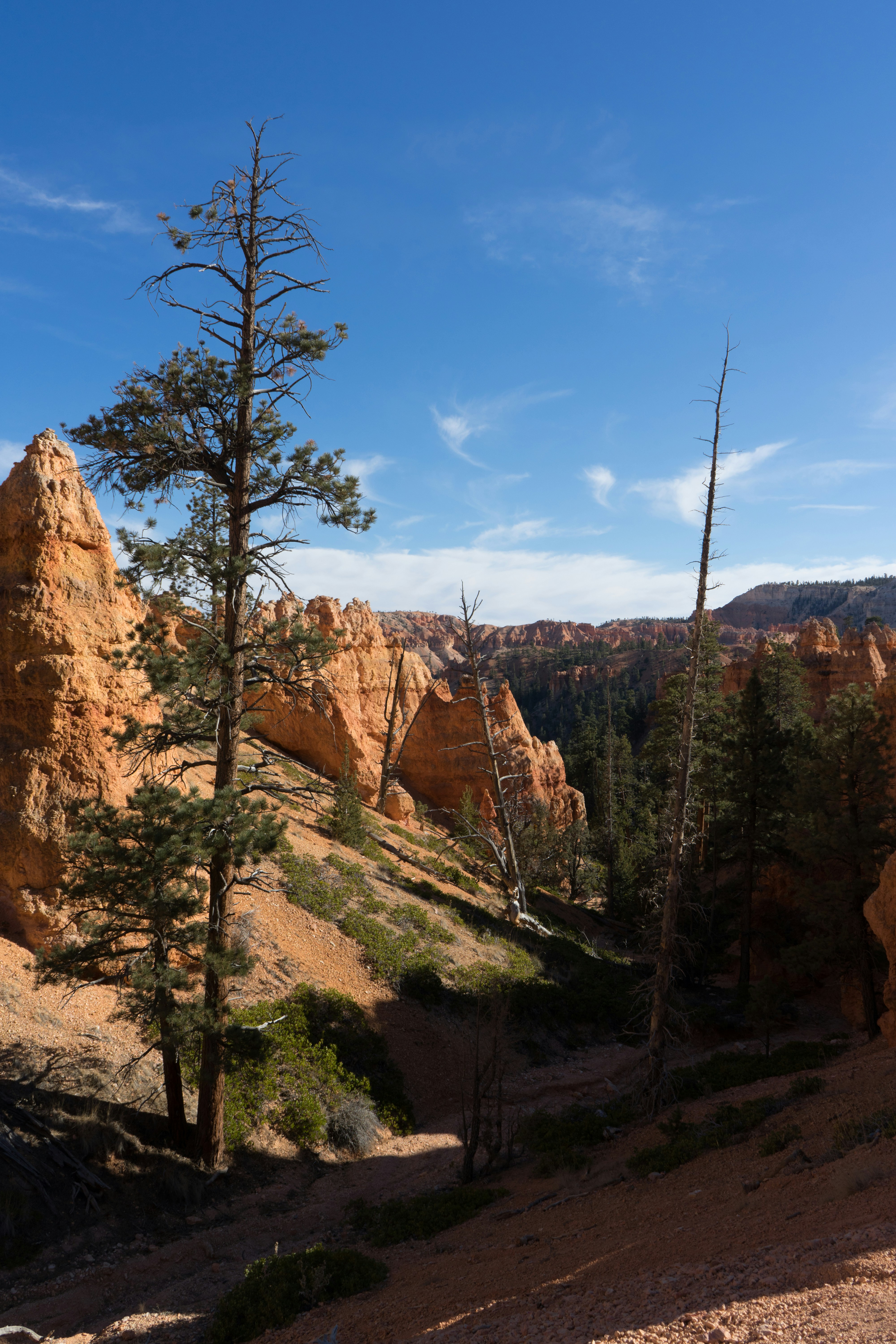 Lone Pine Framed by Crimson Hoodoos under a Clear Canyon Sky