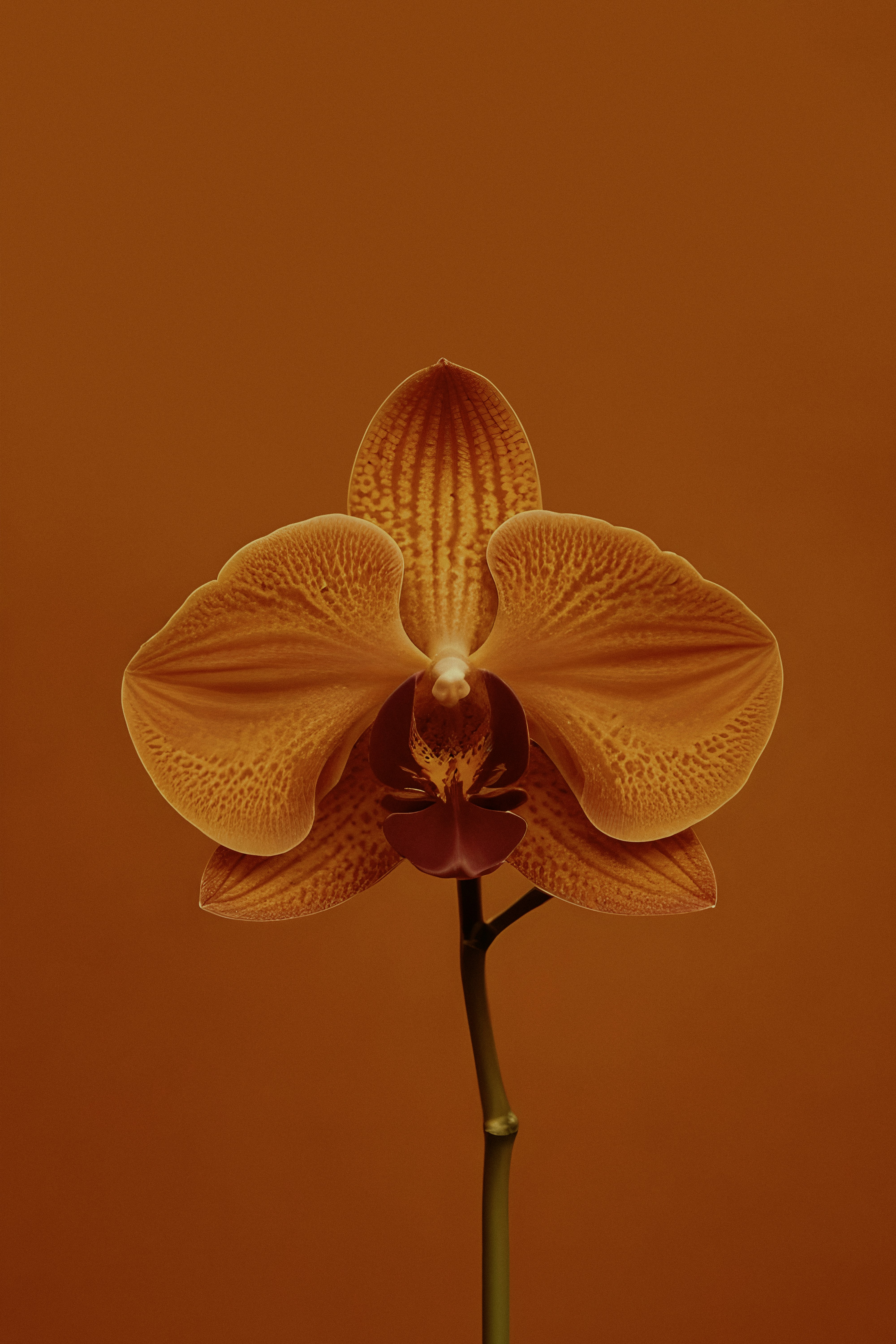 A single orange flower on an orange background photo – Free Brown Image ...