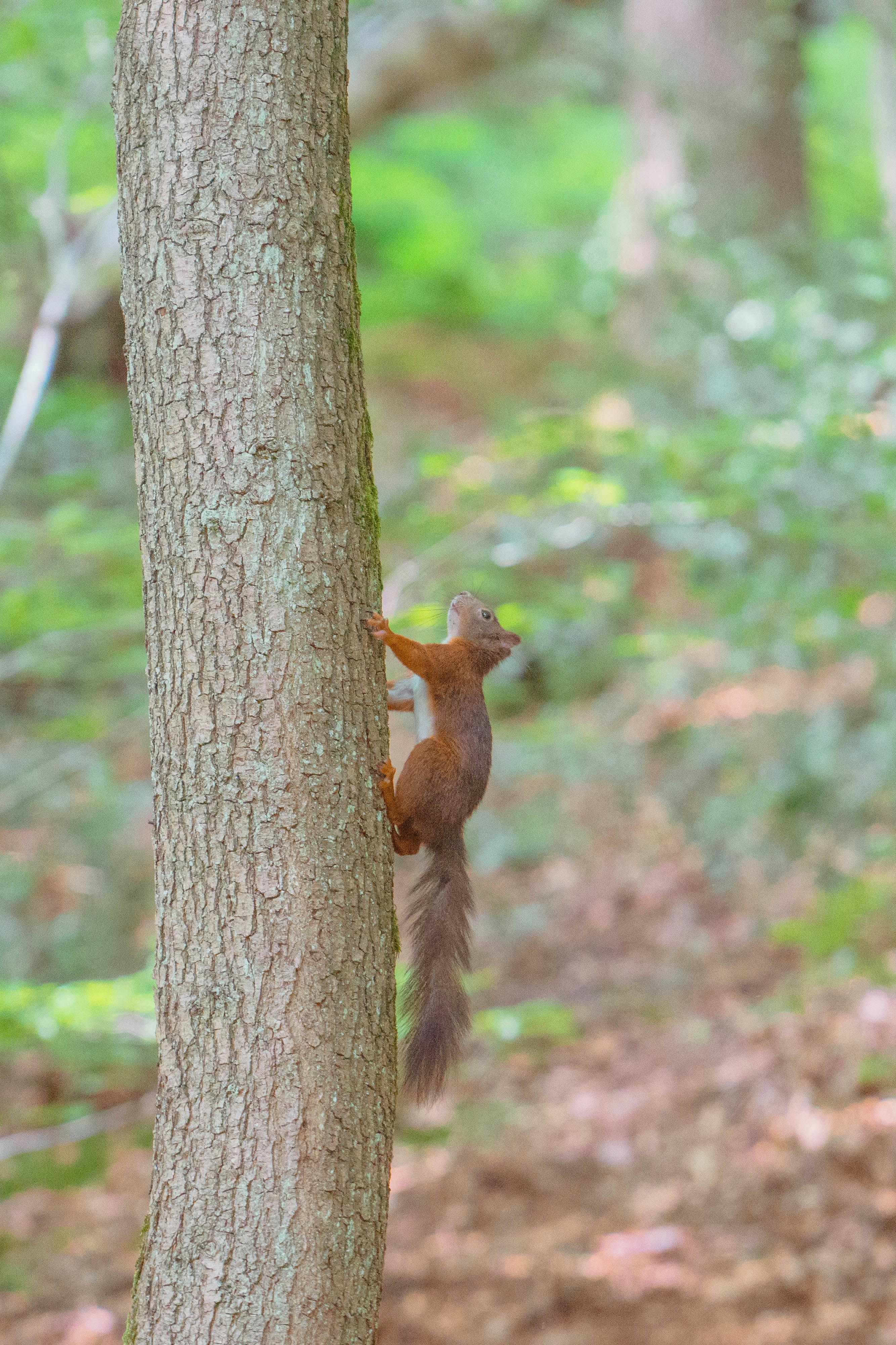 Scaled Climber: Squirrel Grips a Tree in a Quiet Woodland