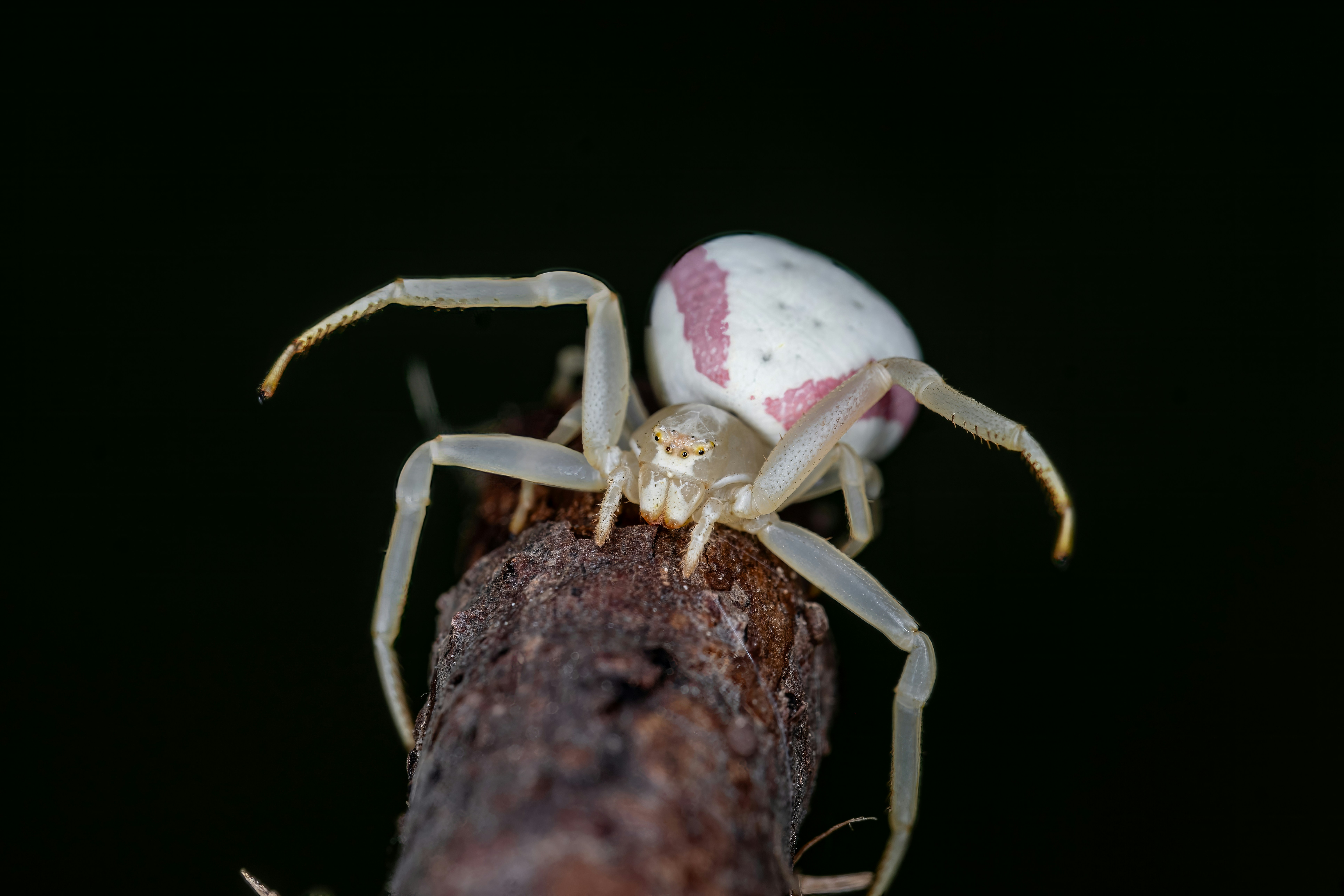 Pink-stripe Crab Spider Perches on a Weathered Twig in Velvet Darkness