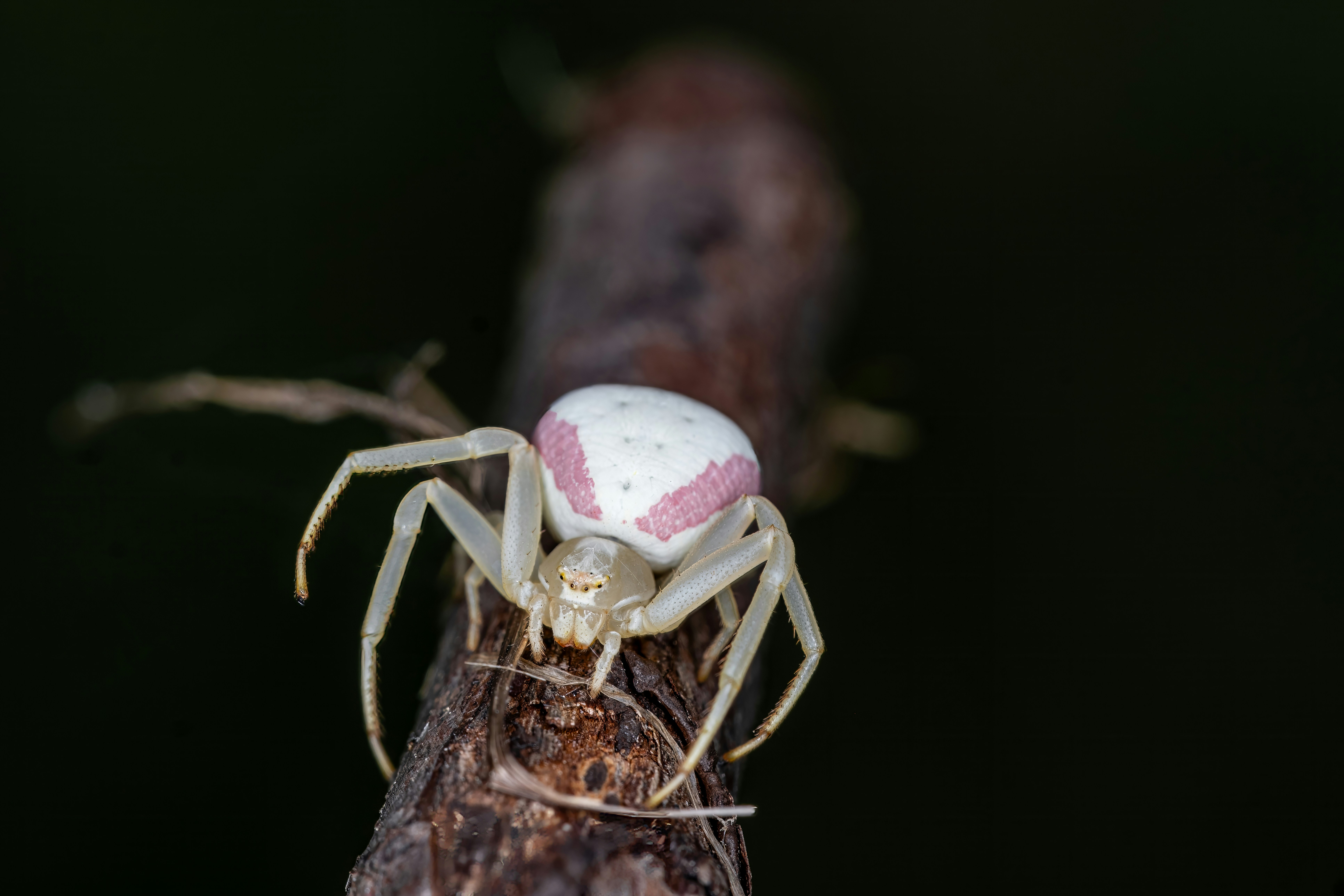 Pink-marked Crab Spider on a Weathered Twig