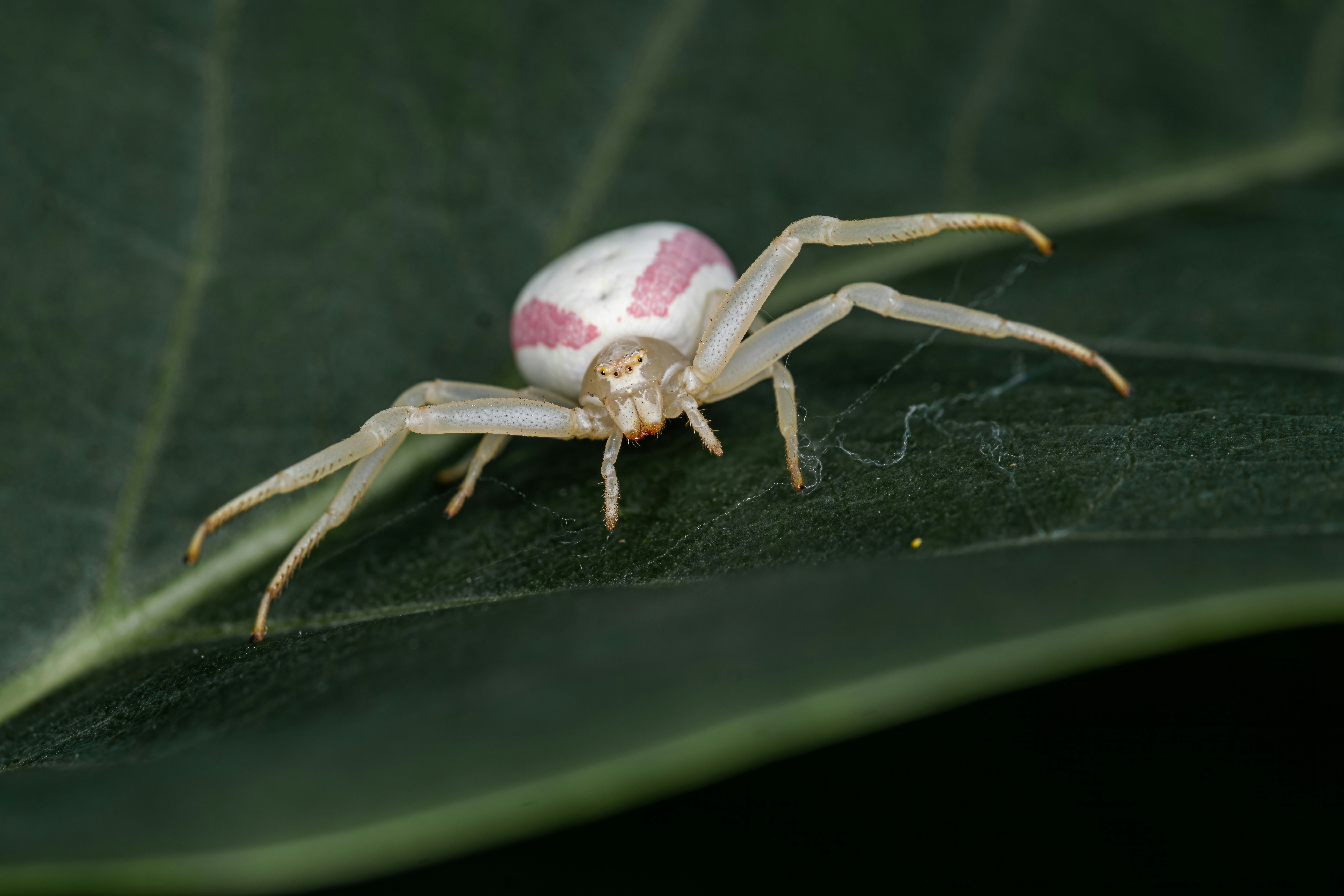 Pink-Marked White Crab Spider on a Glossy Green Leaf