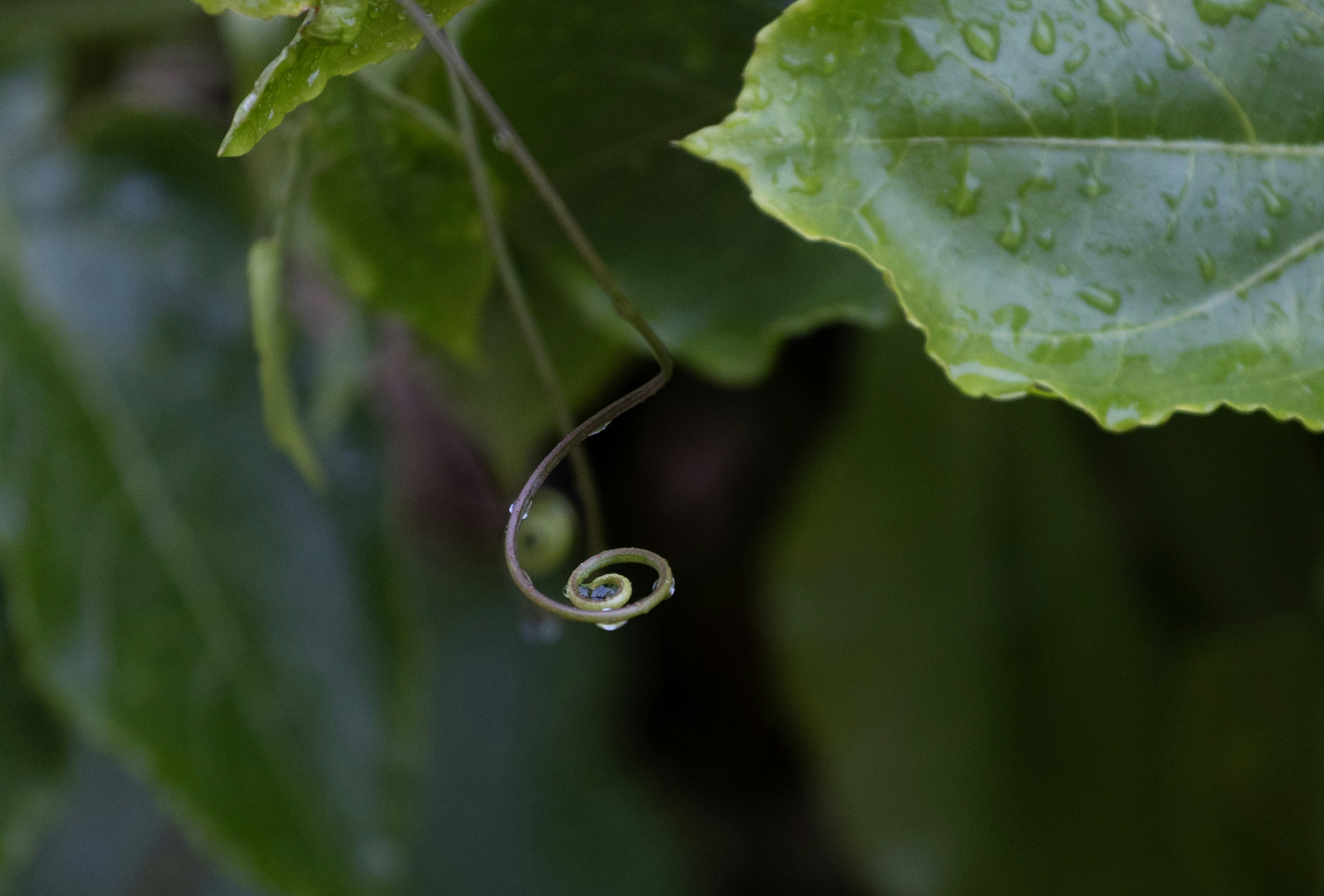 Close-Up of a Vine Tendril: Coiled Stranger on Grey-Green Leaves