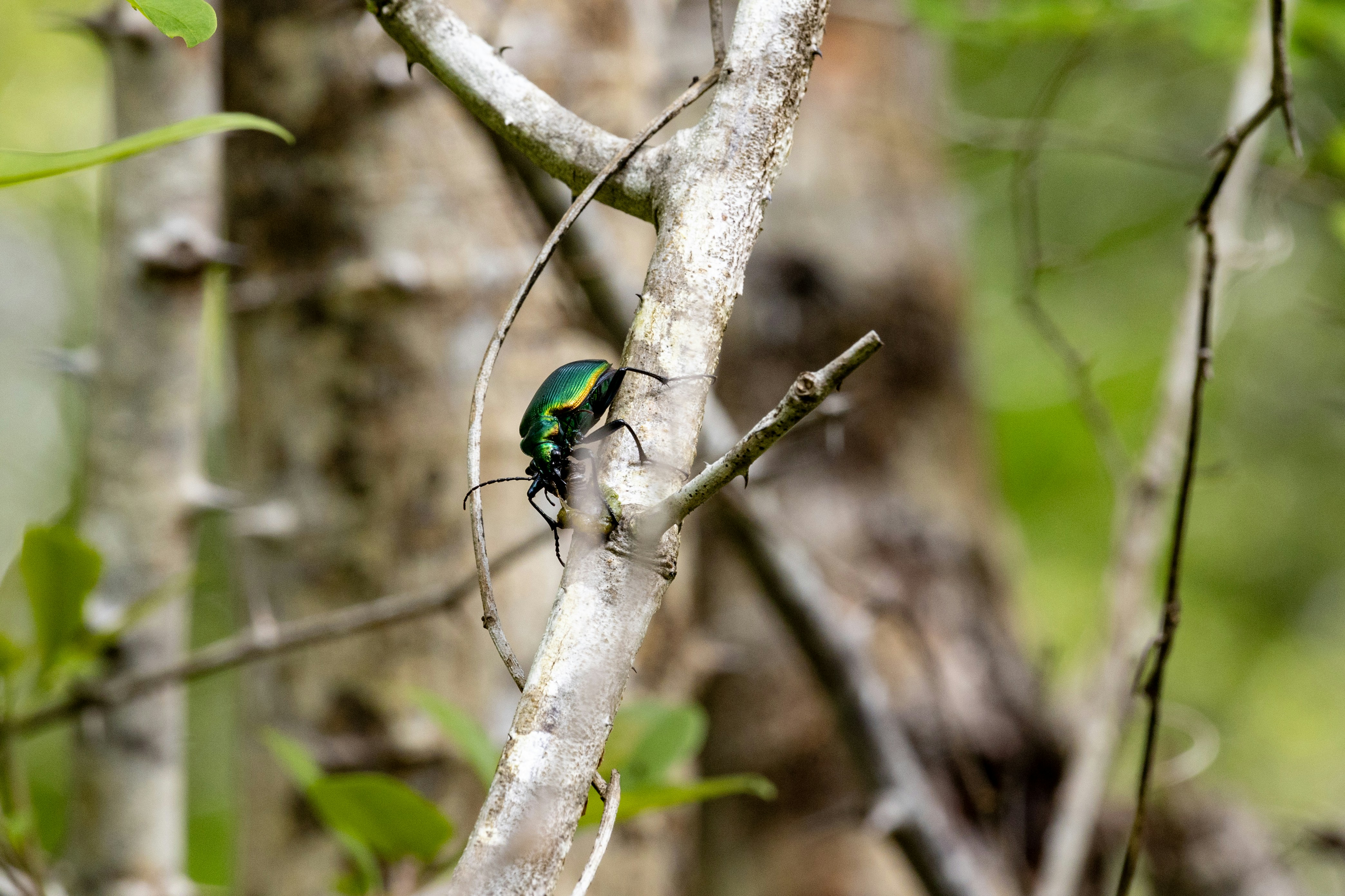Emerald Jewel on a Quiet Branch