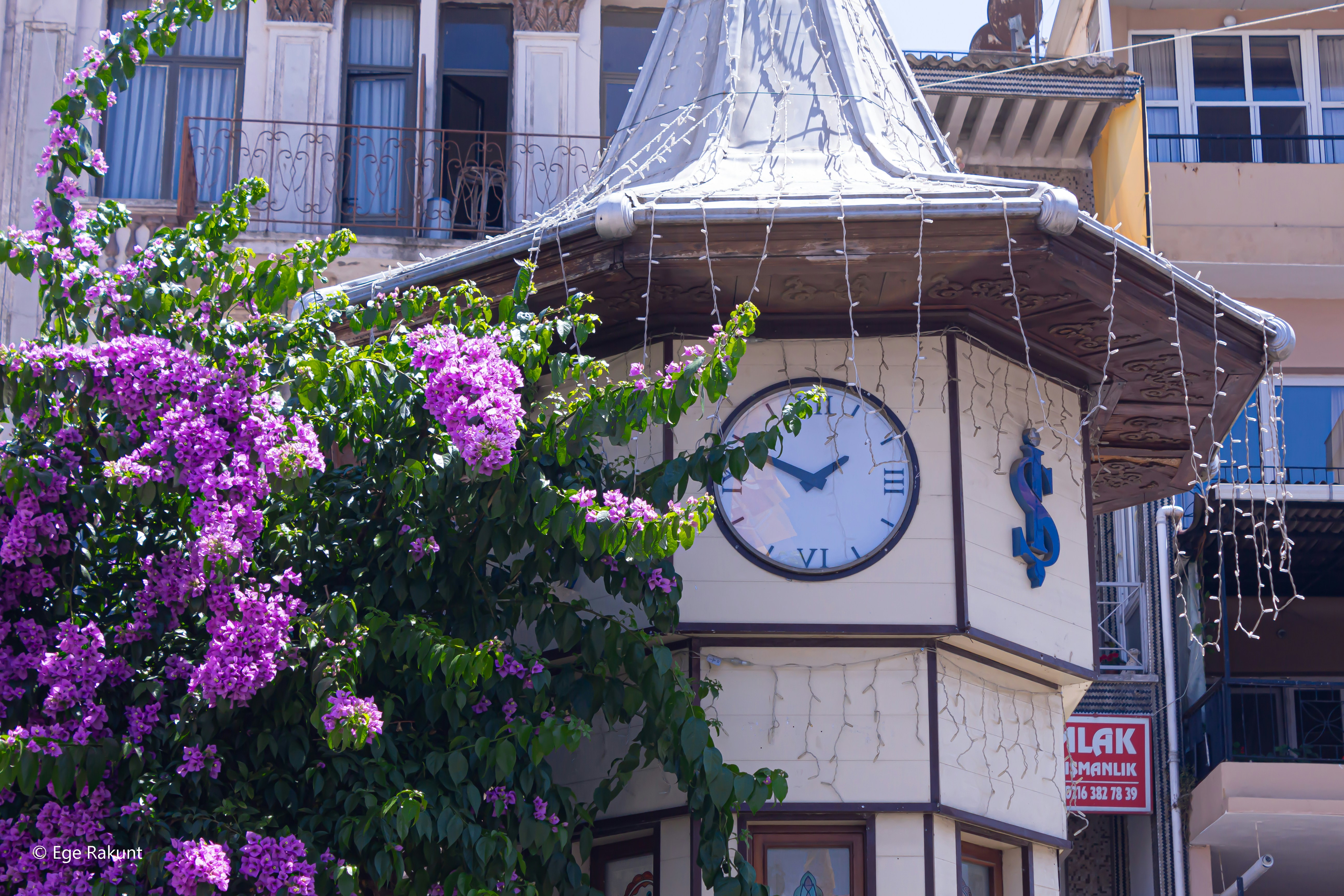 Timekeeper in Bloom: A Clock Tower Framed by Violet Bougainvillea