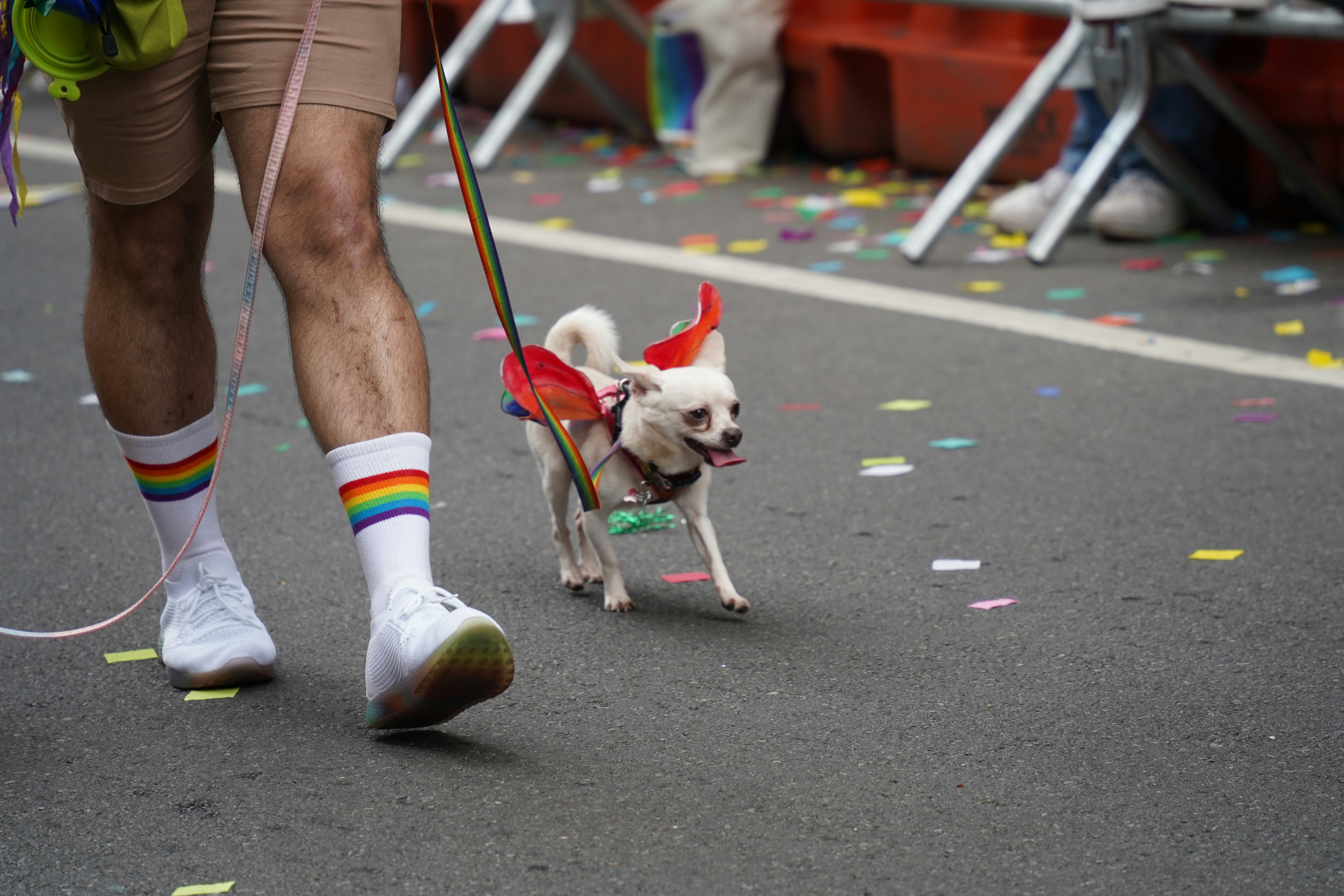 A dog with rainbow costume in the NYC Pride Parade 2024 near the Stonewall National Monument.