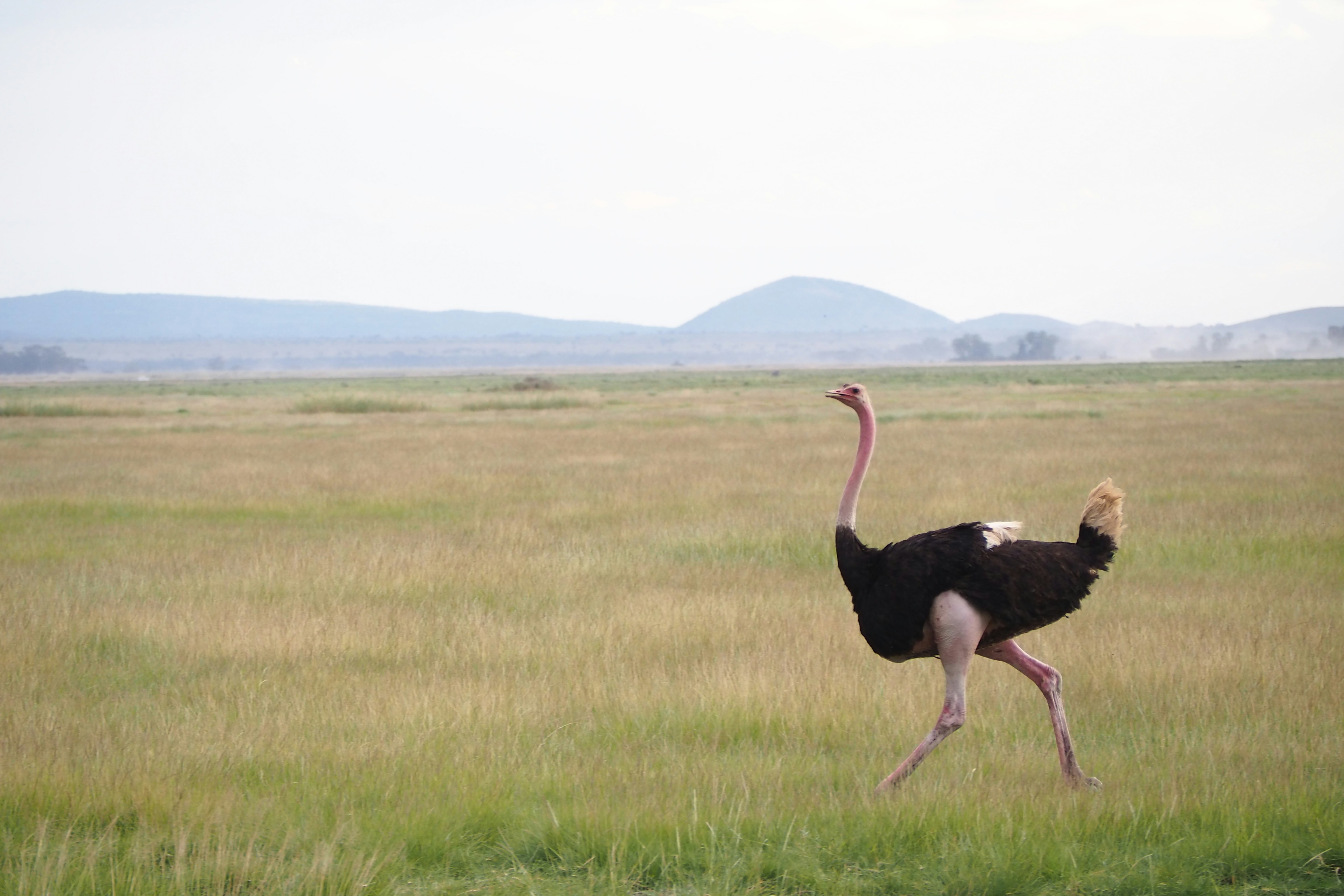 An ostrich running through a field of grass