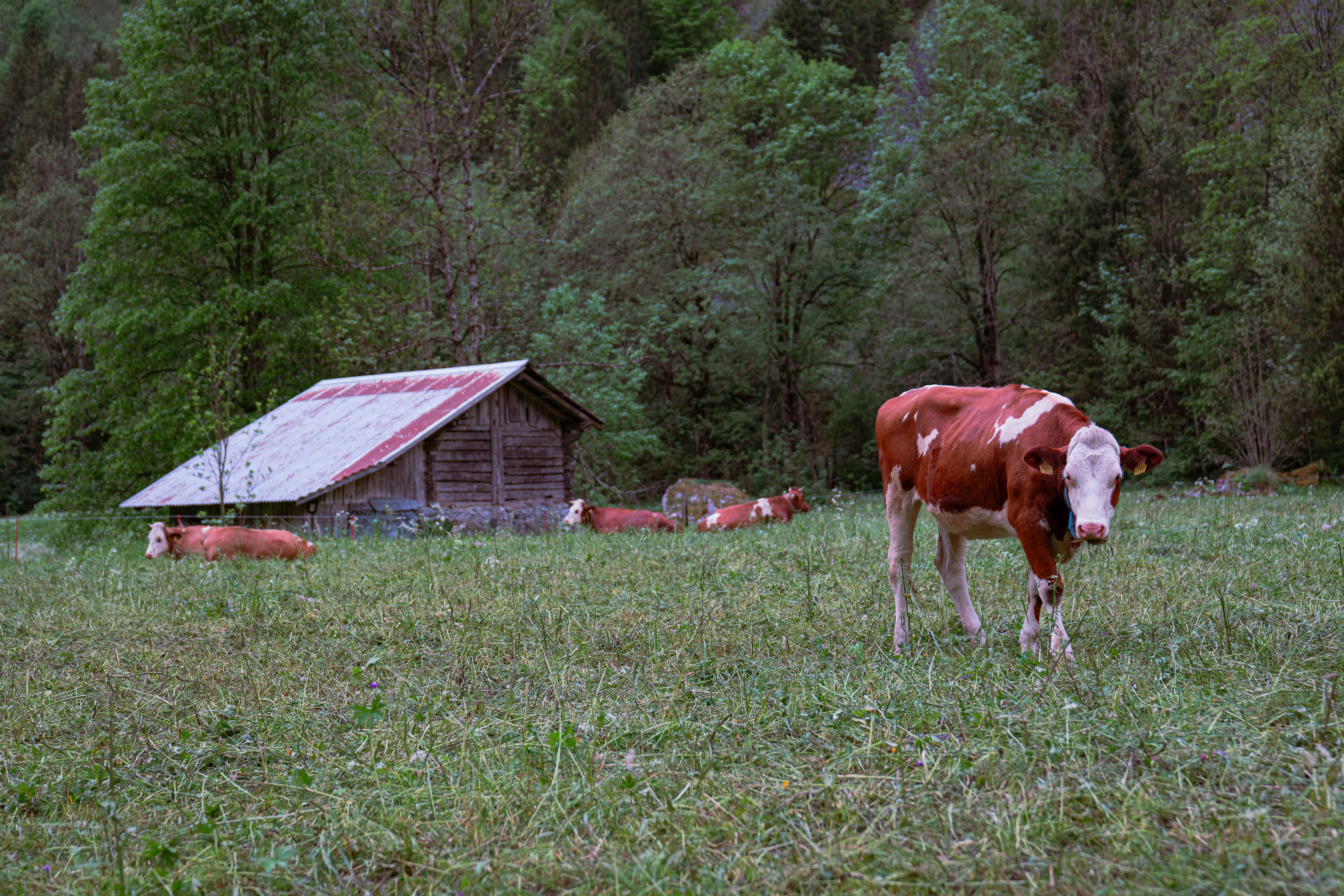 Pasture Portrait by a Weathered Shed: Red-and-White Cow in Quiet Meadow