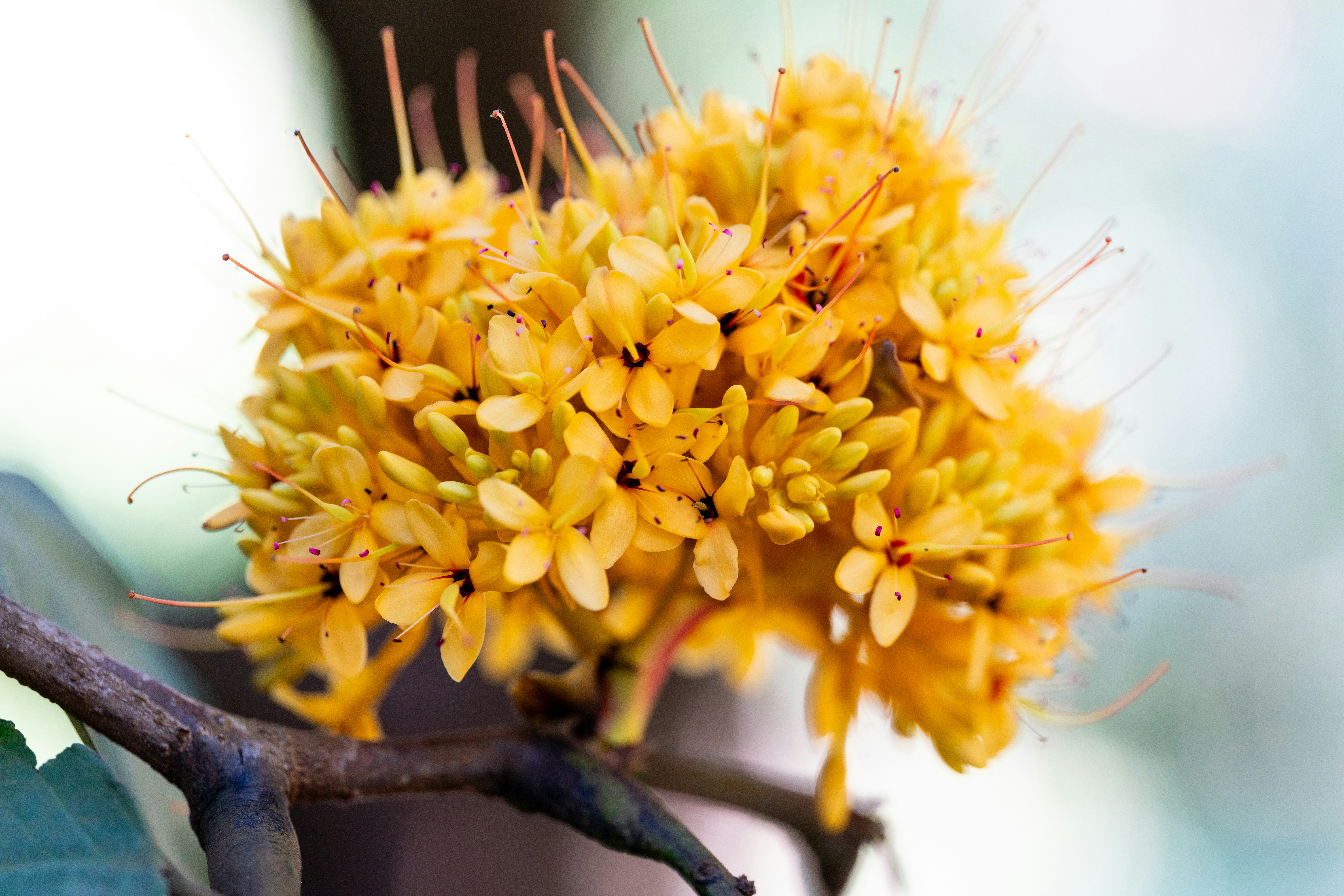 A close up of a yellow flower on a branch