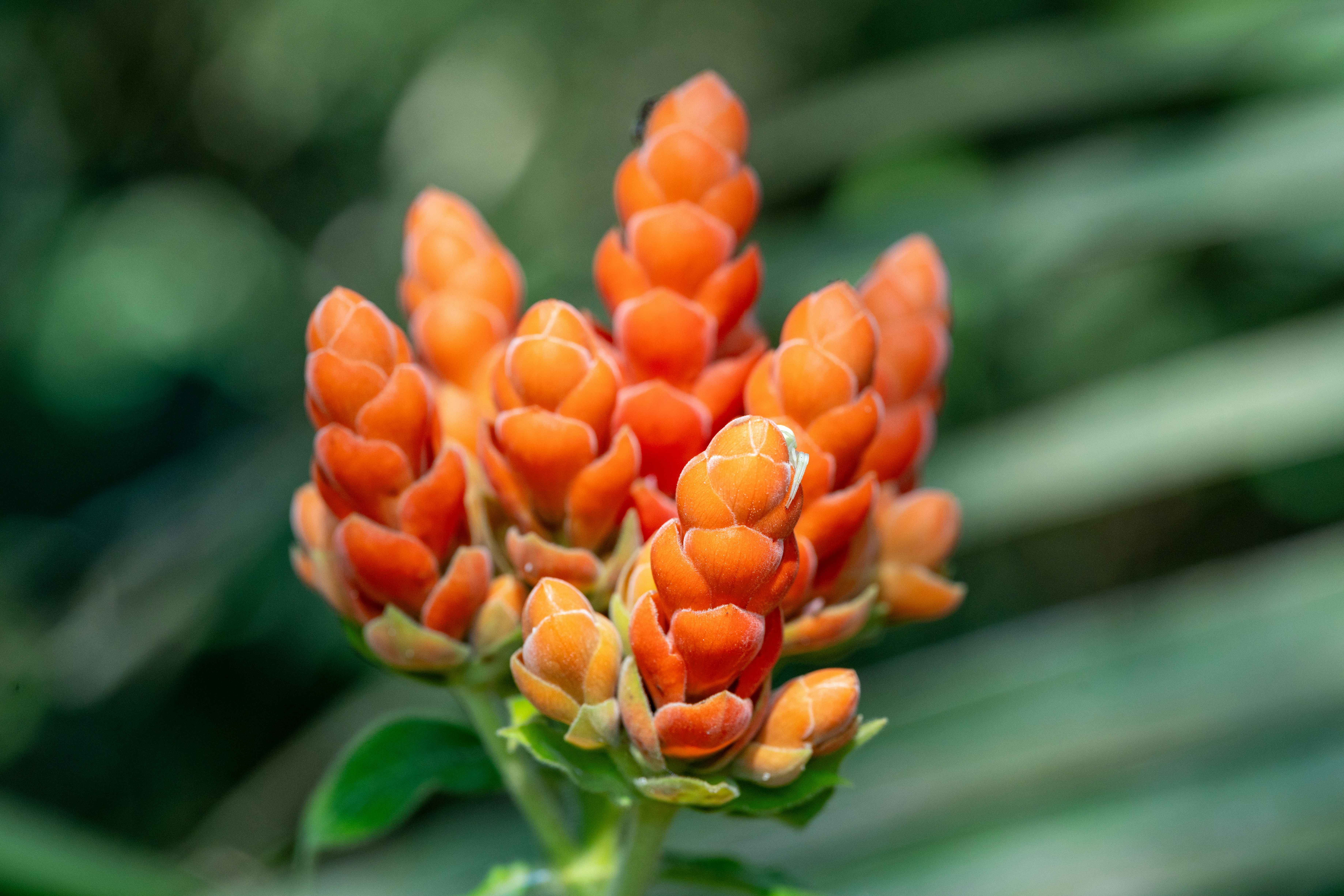 Fiery Spike: Close-up of a vivid orange flower cluster rising from a blurred green backdrop