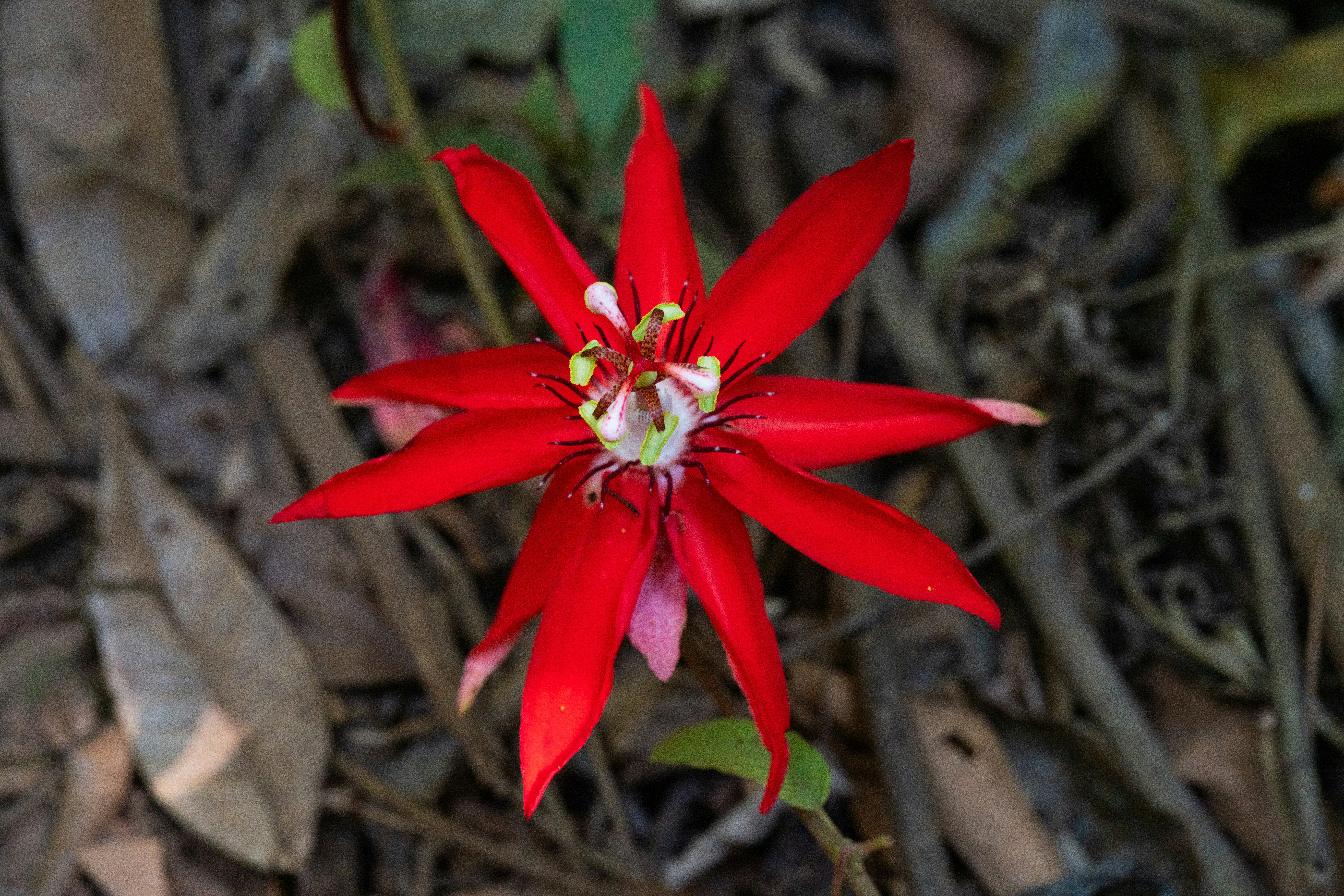 Red starflower on a forest floor canvas