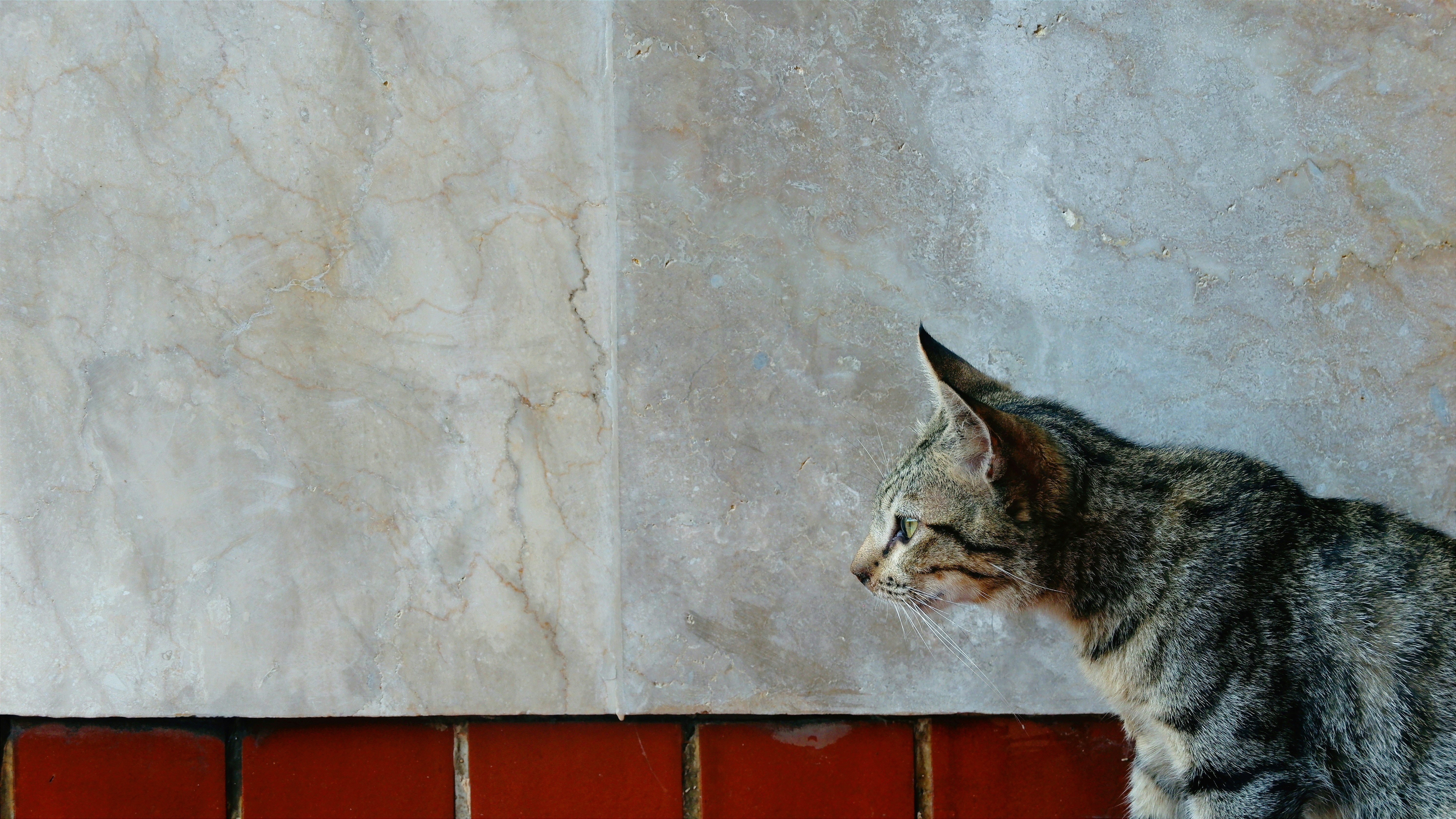 Elgato Cat Wallpaper Pictures | Download Free Images on Unsplash