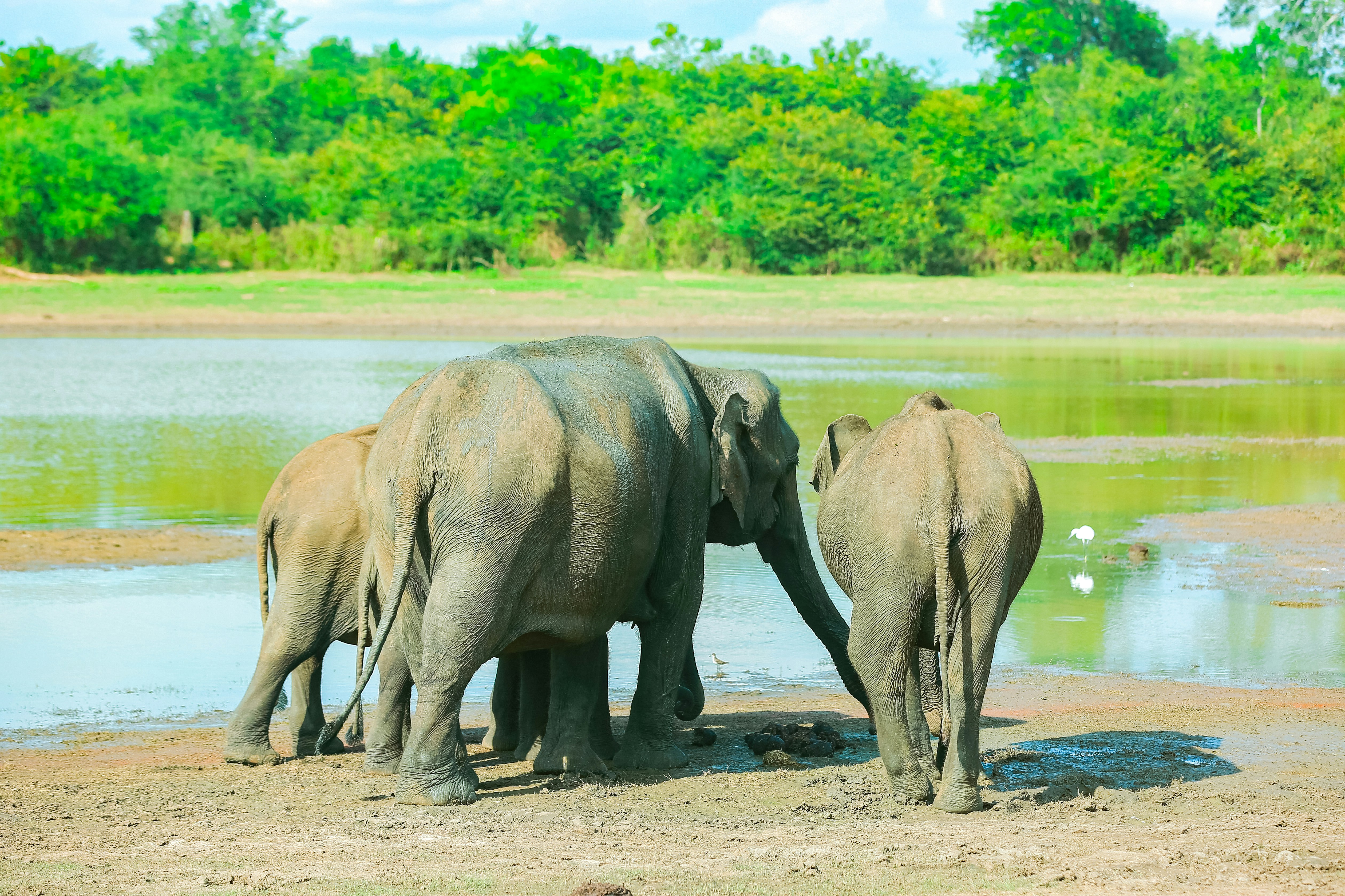 A herd of elephants standing next to a body of water photo – Free ...
