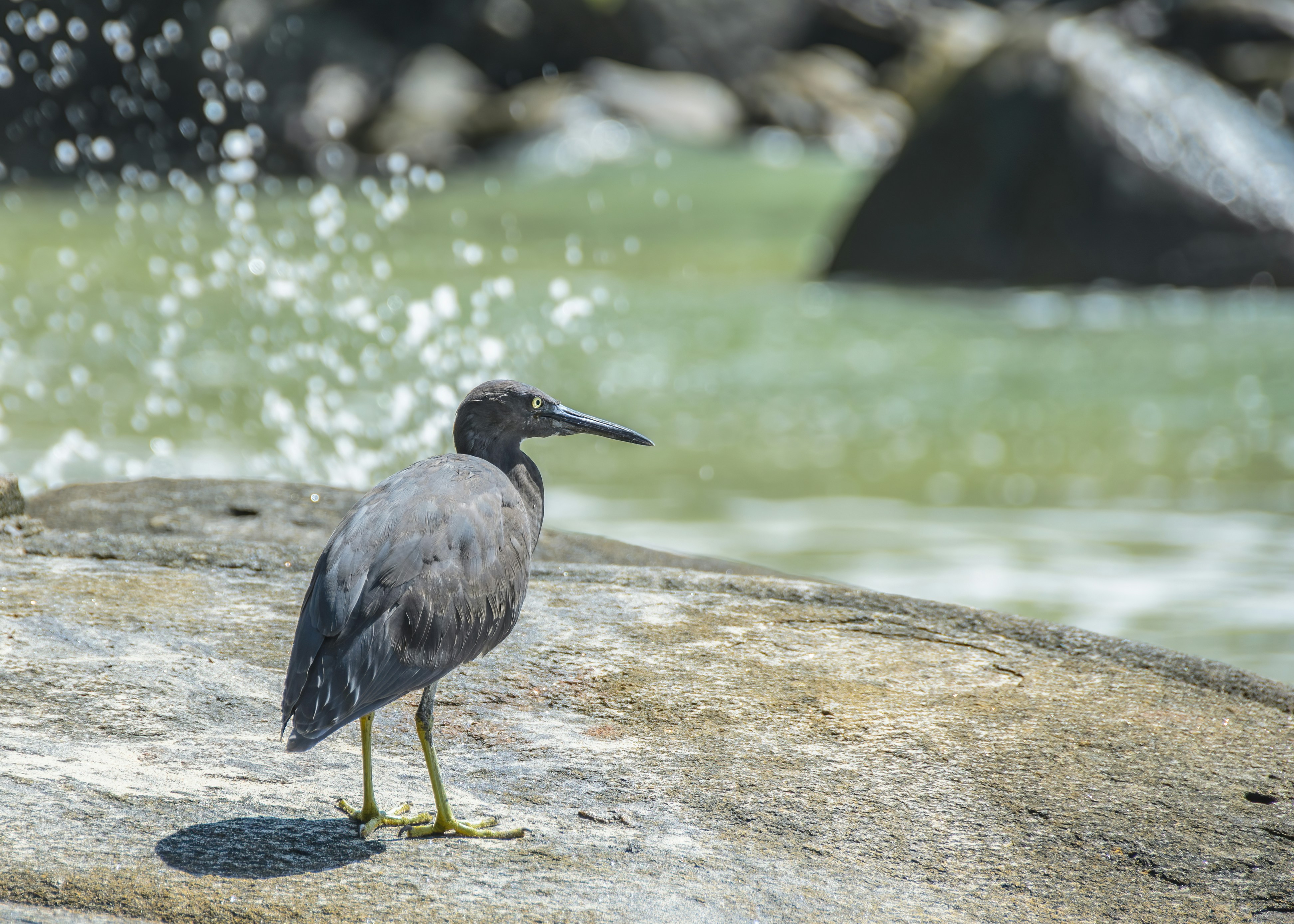 Granite Standstill: Black Heron by Sunlit Green Water