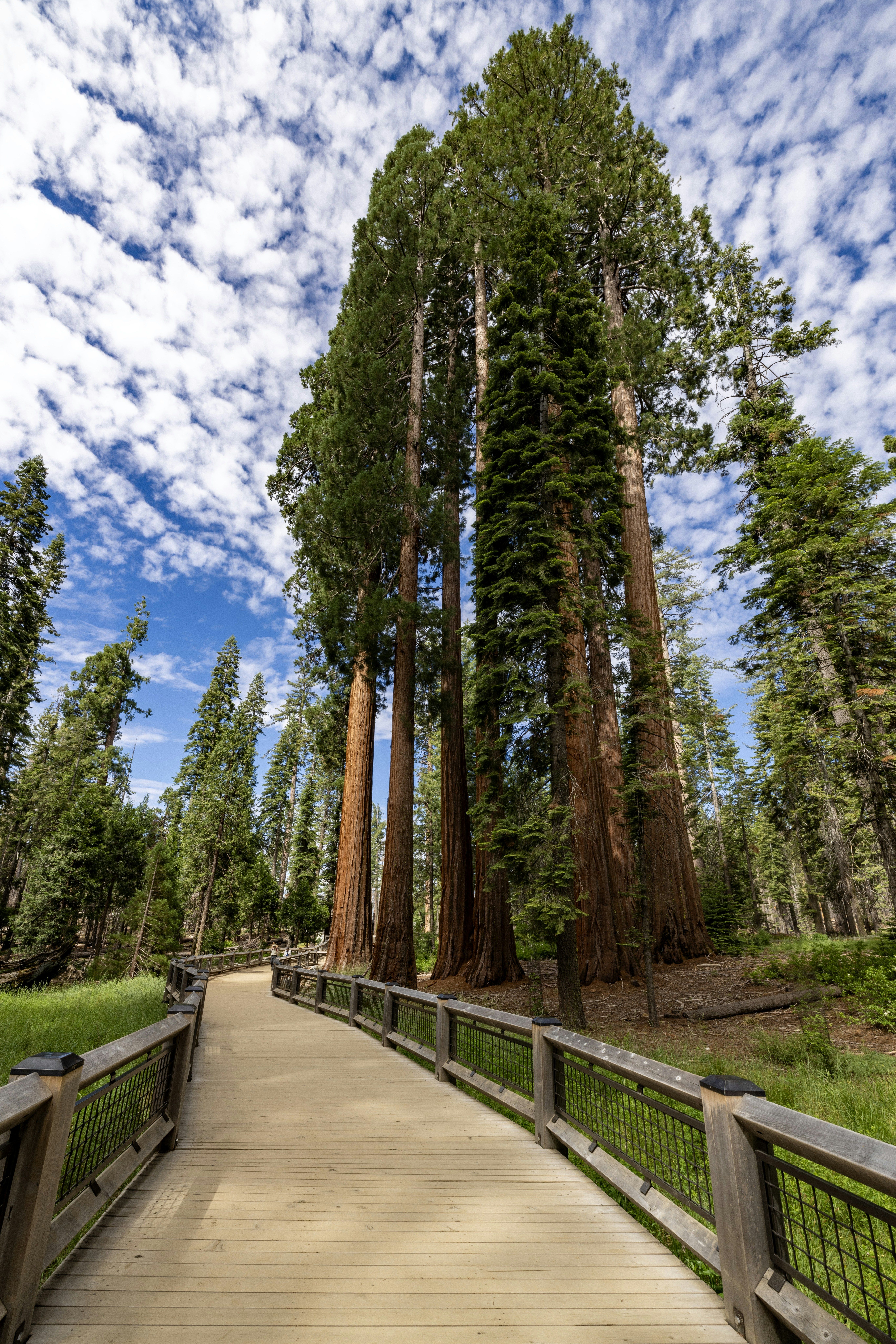 A wonderful path through the Mariposa Grove of Yosemite National Park.