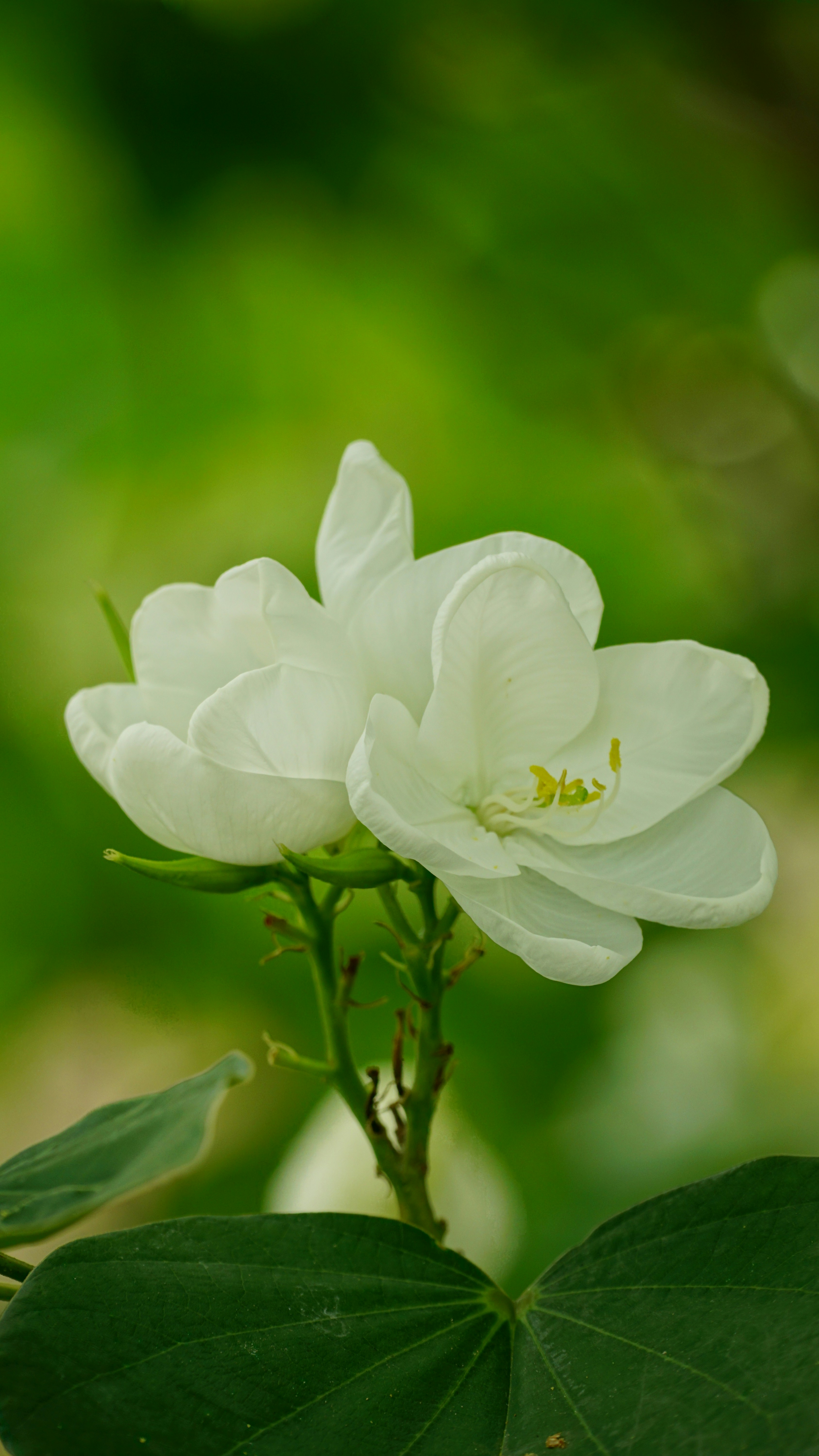 Ivory Blossom Against Emerald Blur