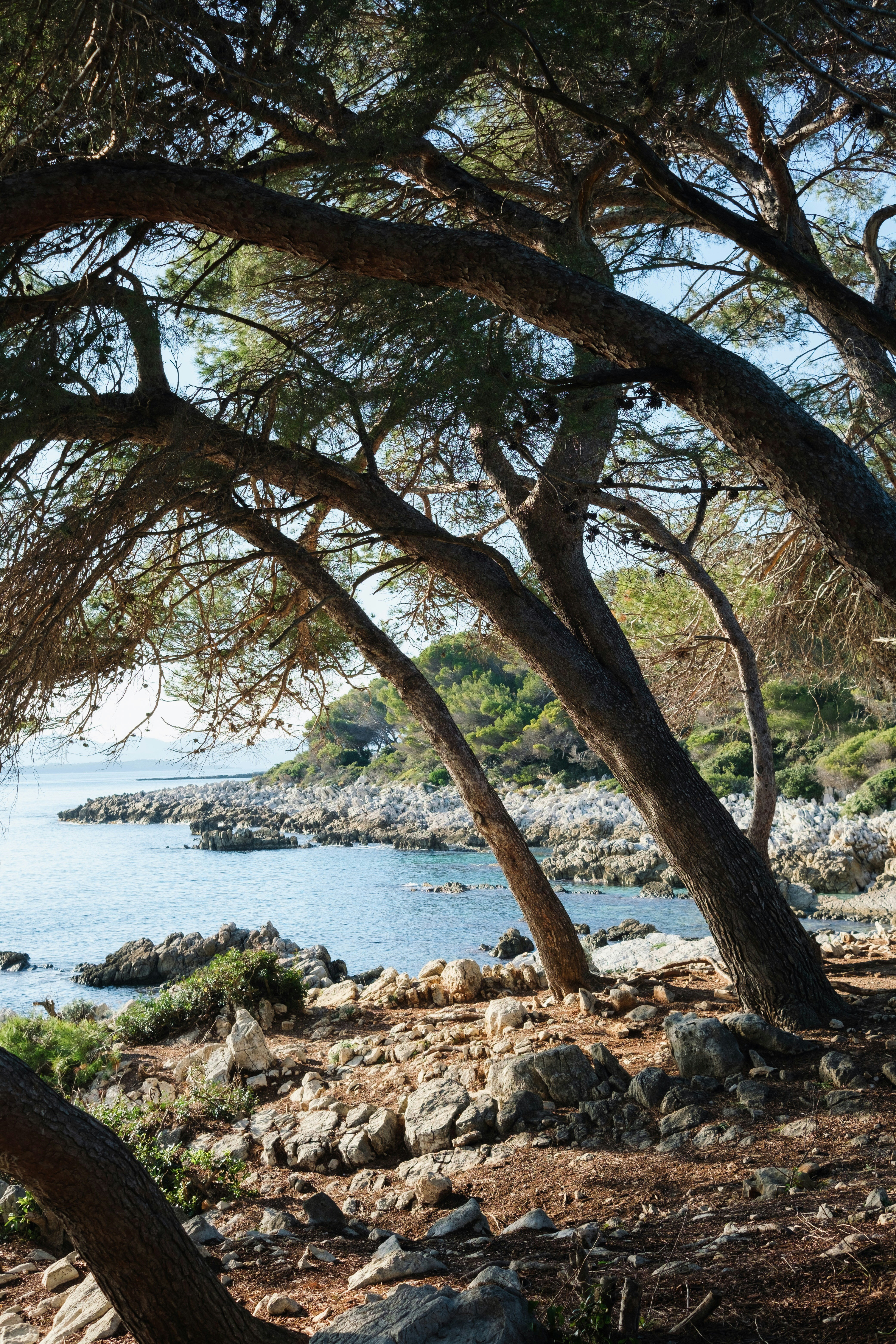 A couple of trees that are next to a body of water photo – Free Cap d ...