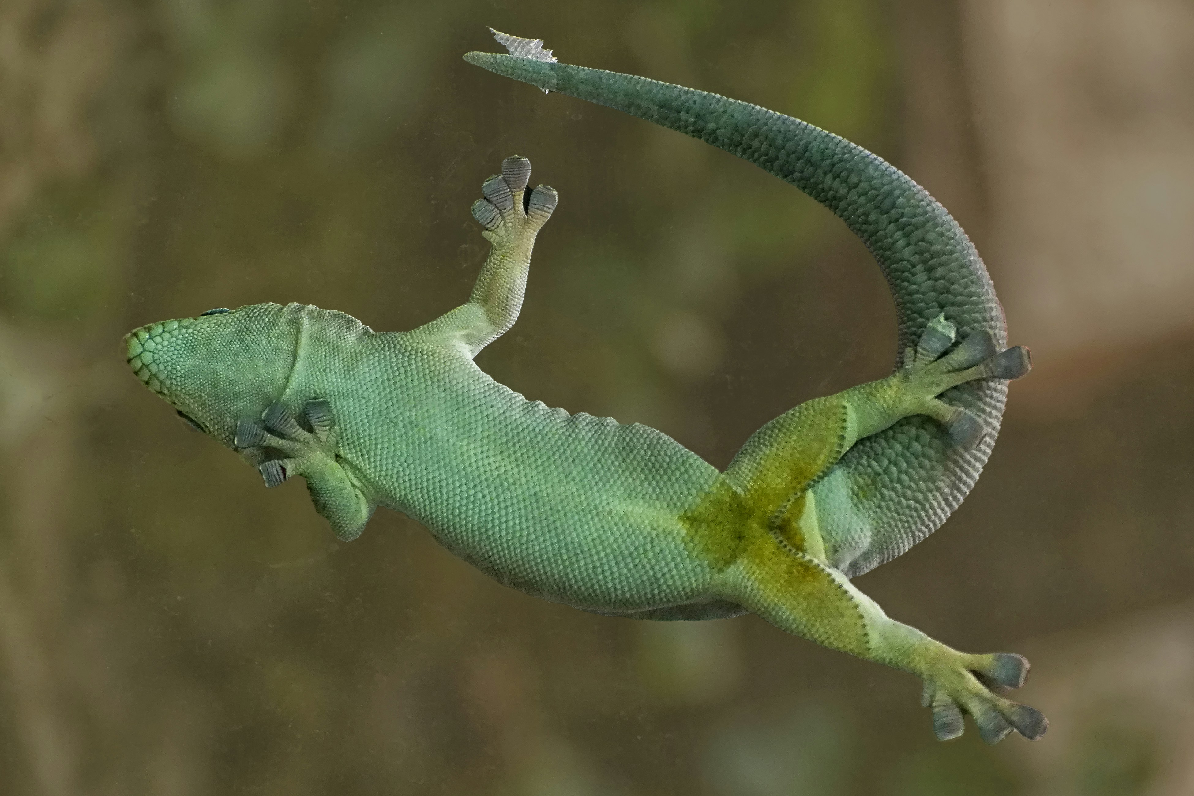 A green and yellow lizard is flying in the air photo – Free Gecko Image ...