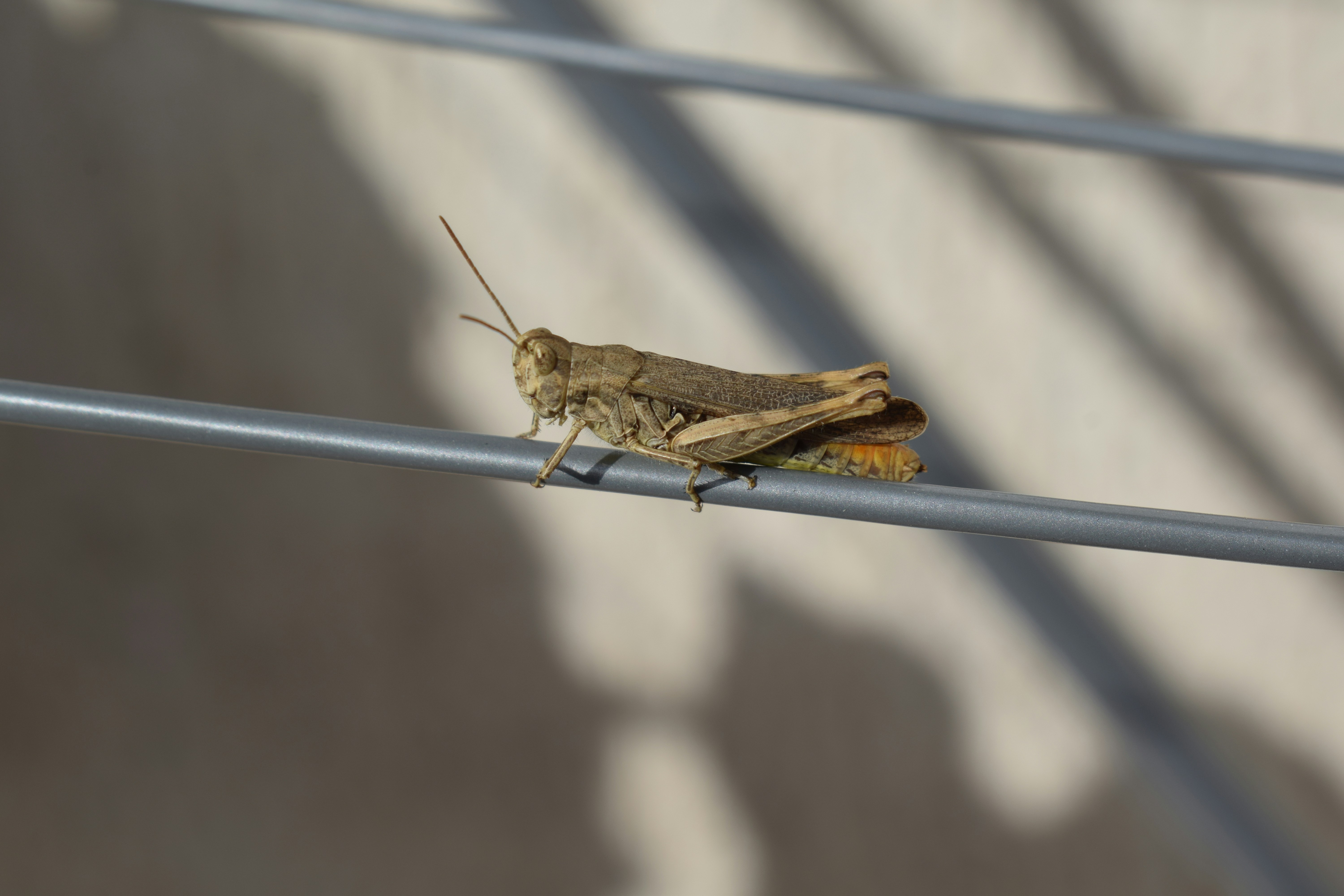 Moth on a Wire: Delicate Brown Texture Amid Soft Shadows