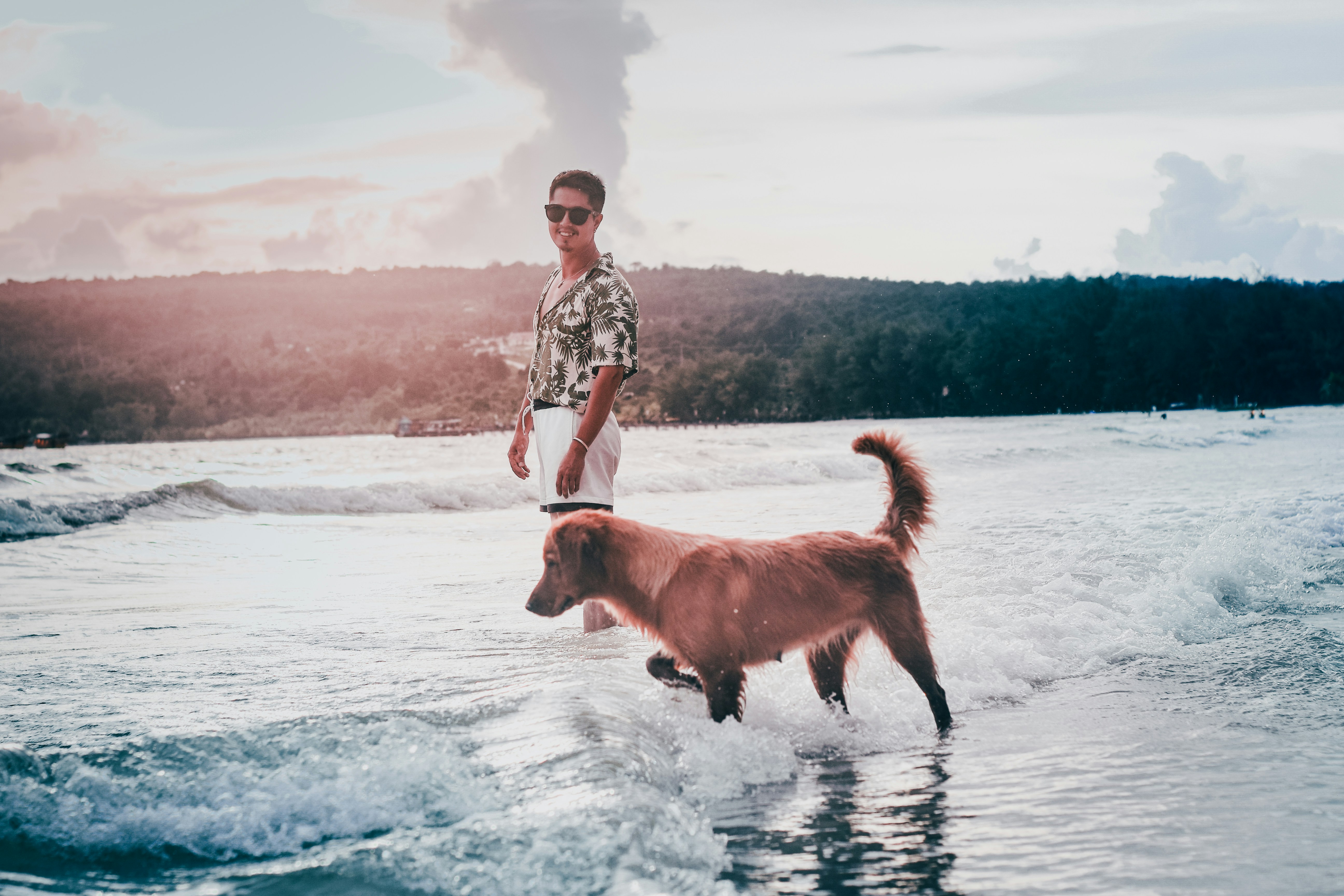 Sunlit stroll: man and golden retriever crossing calm shoreline