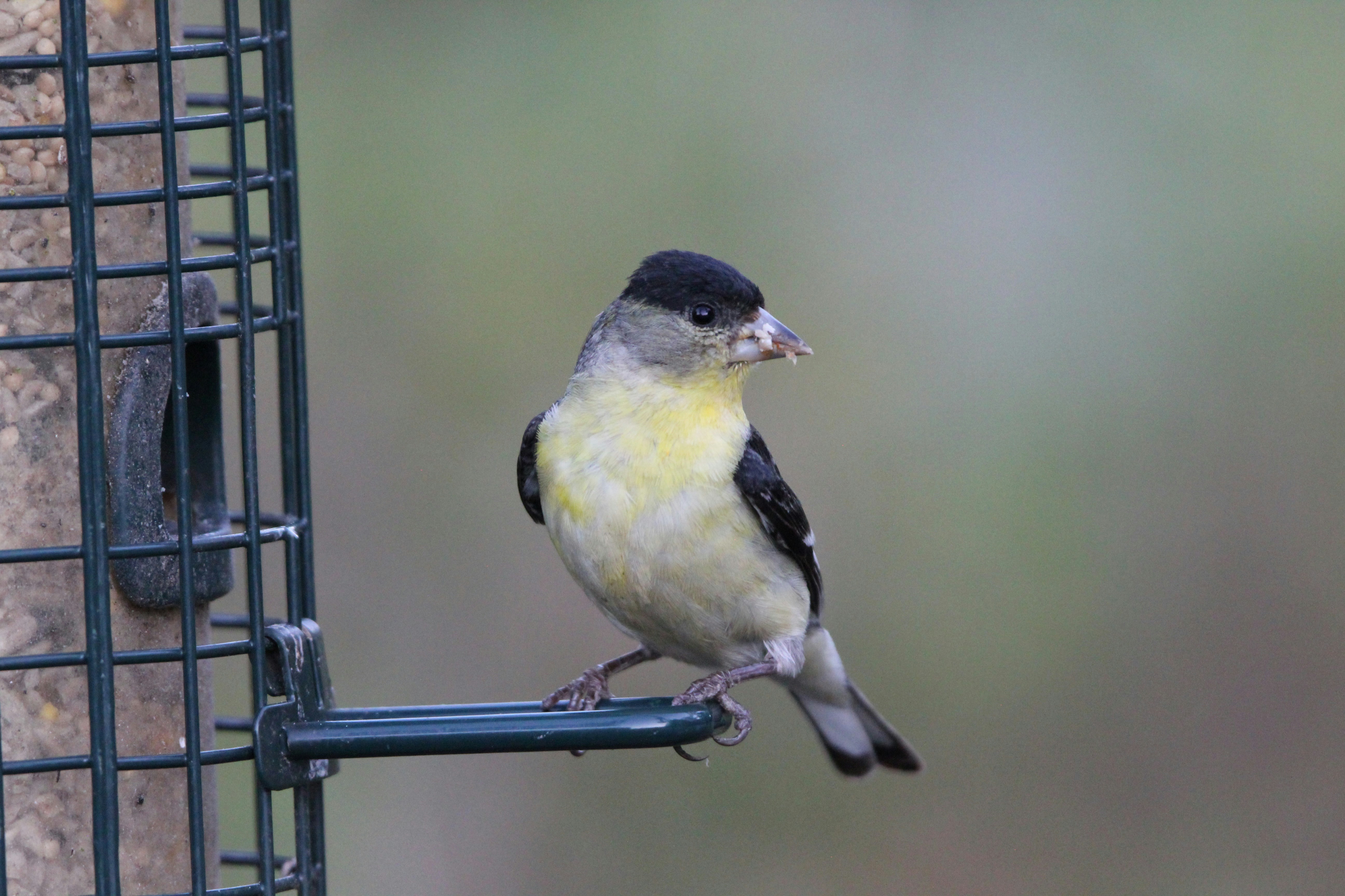A bird that is sitting on a bird feeder photo – Free Mcclellan ranch ...