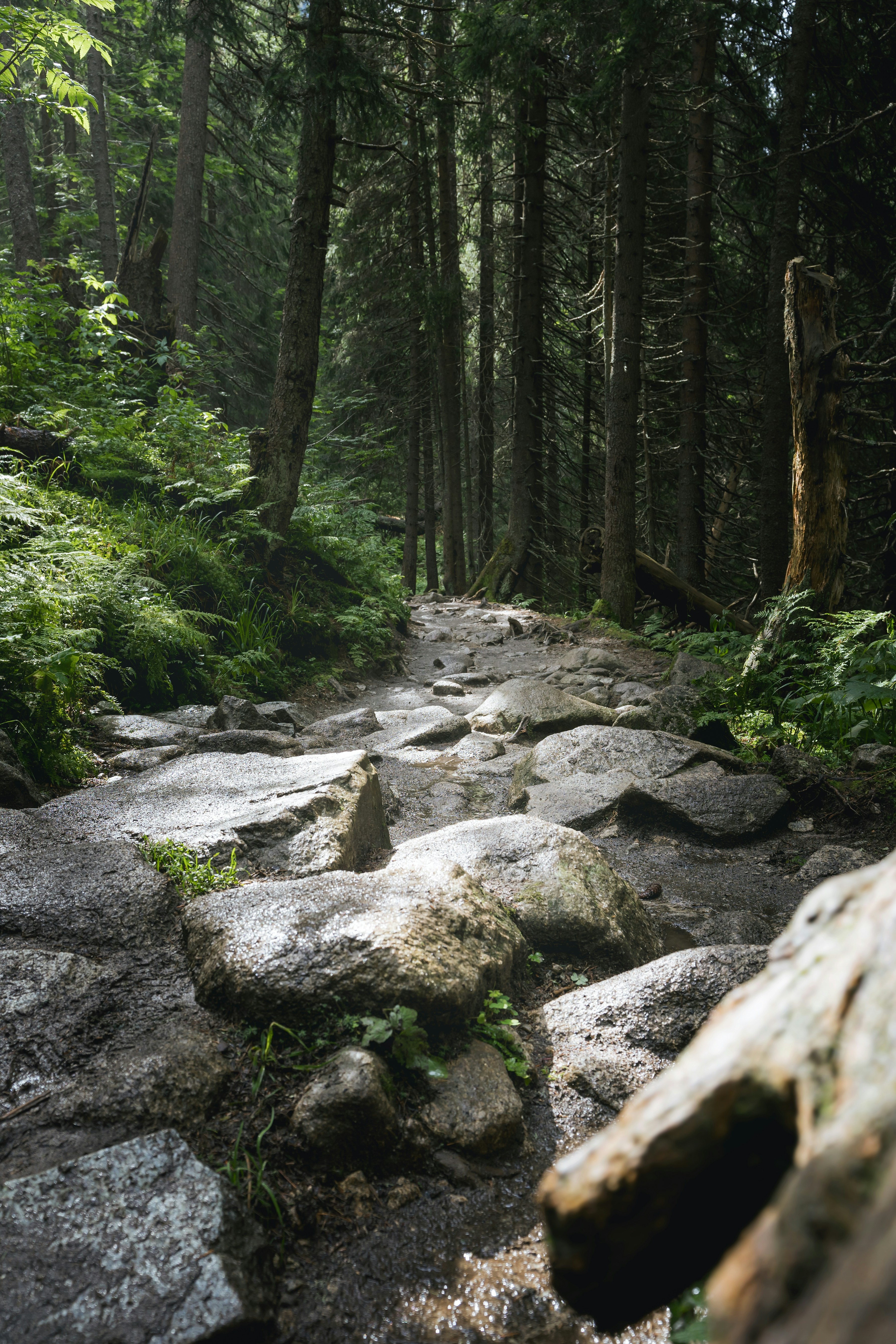 Un chemin rocailleux au milieu d’une forêt photo – Image gratuite de ...