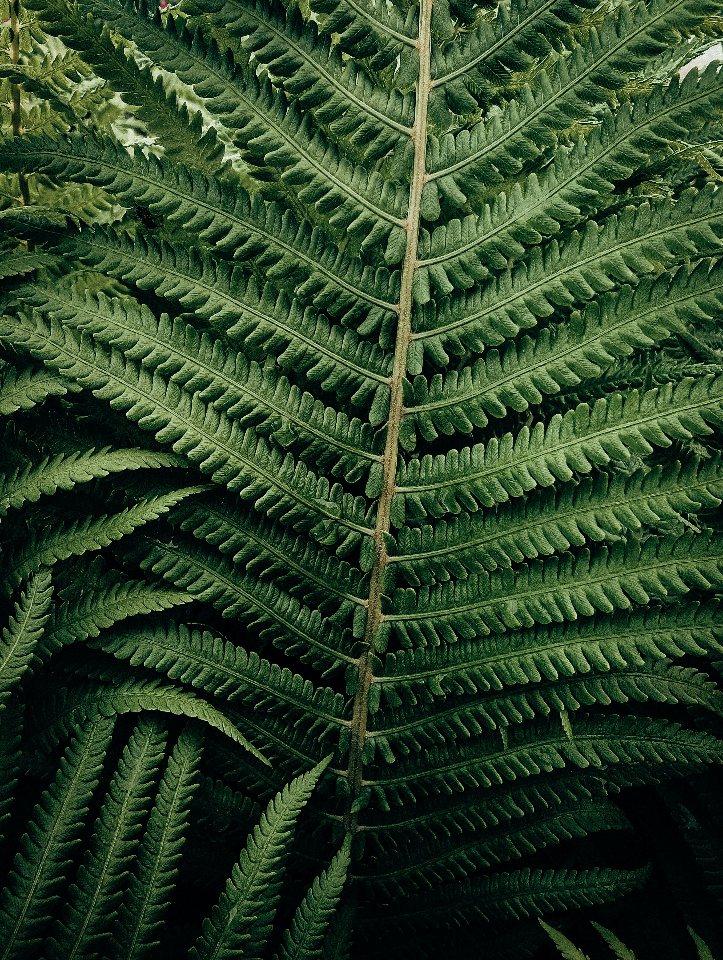 Close-up photograph of a fern frond's central rachis and leaflets, revealing intricate symmetry and texture.