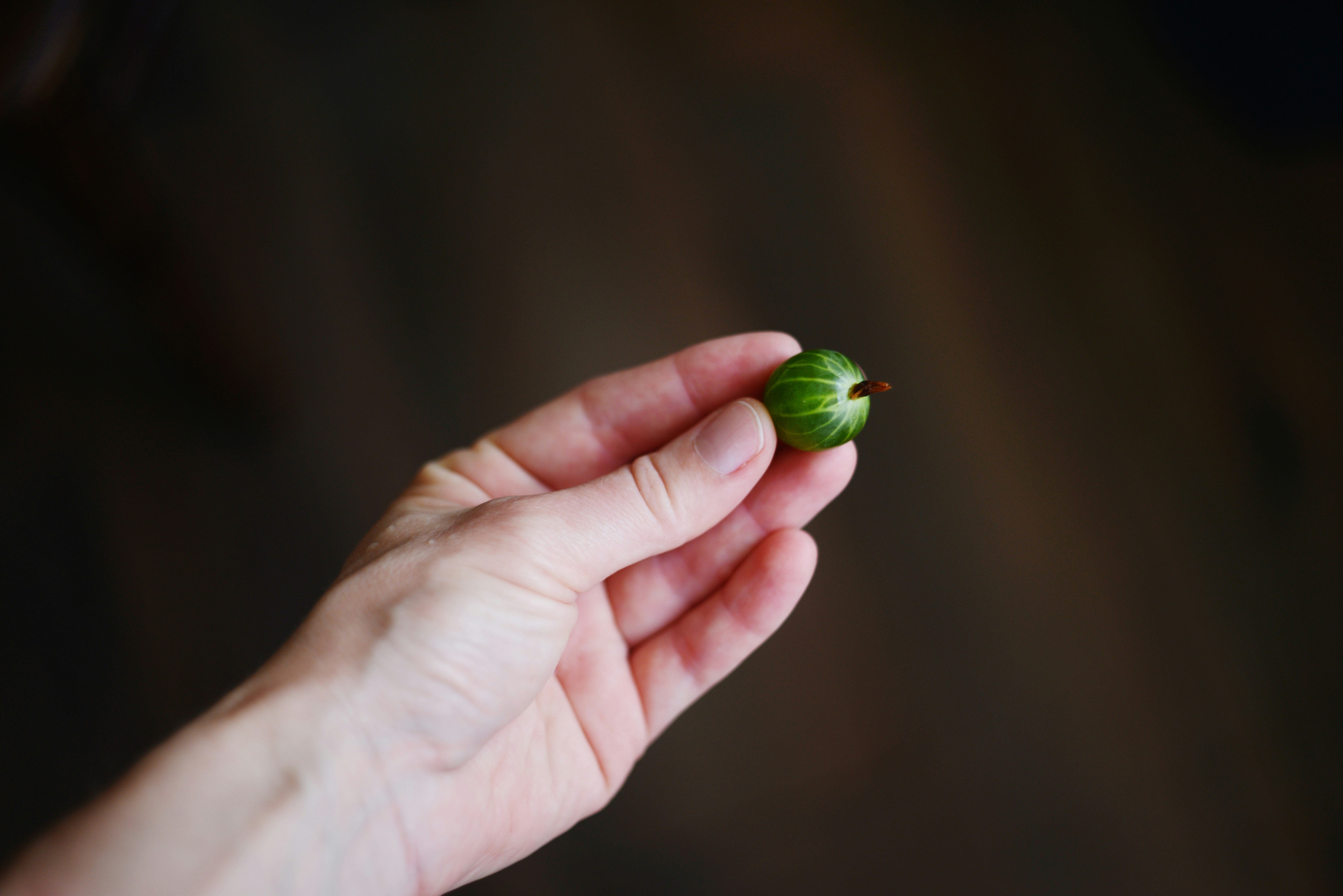 The Essence of Freshness: A Handheld Delight